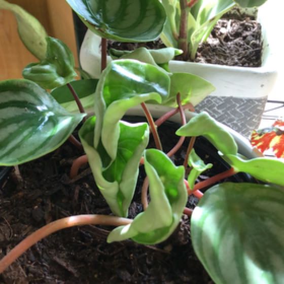 Tree Diddy | A plant by @SweetPotatovine on Greg