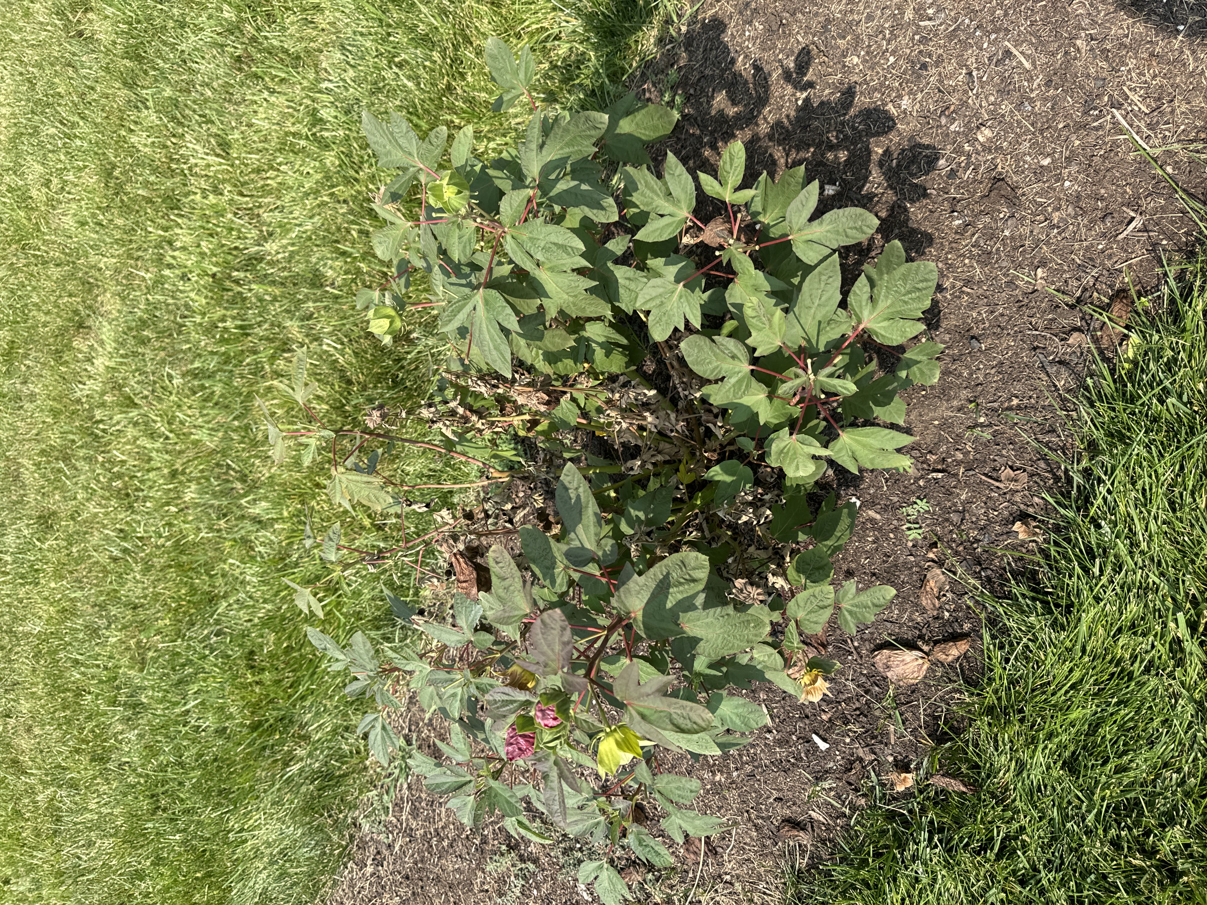 Hibiscus coccineus Roots 101