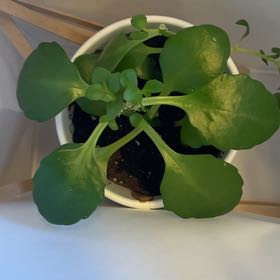 Captain Plant-it | A plant by @LuxuryPinetree on Greg