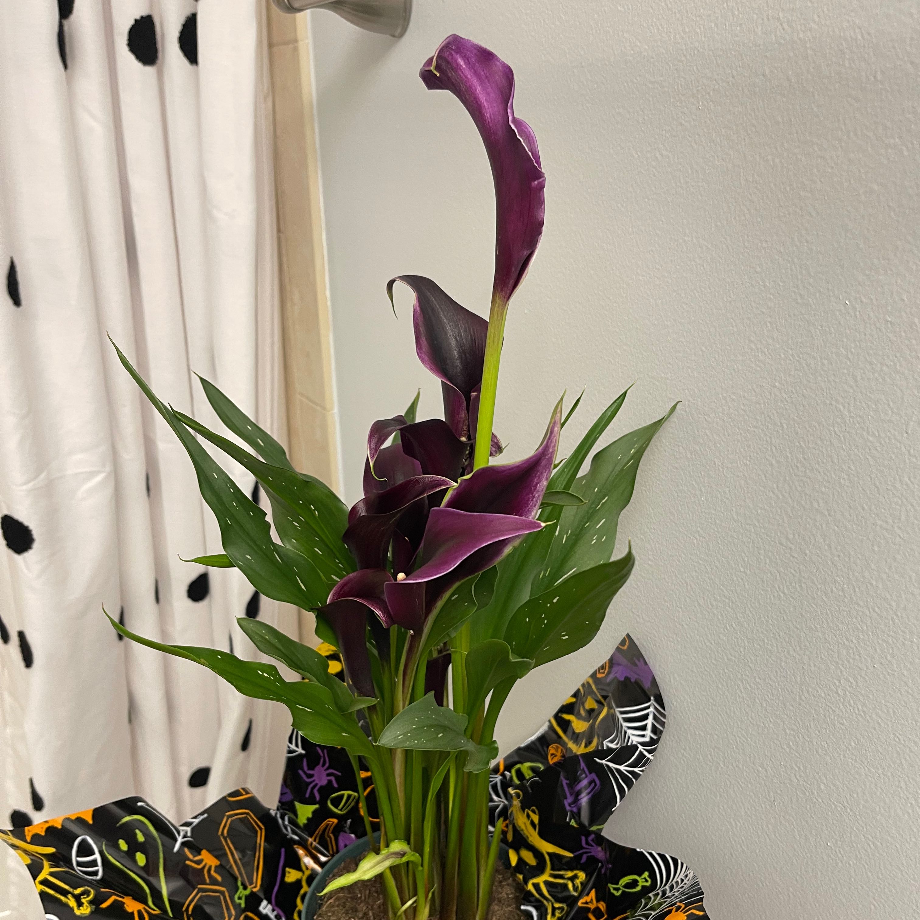 Why Are My Calla Lily Leaves Mushy? 💦