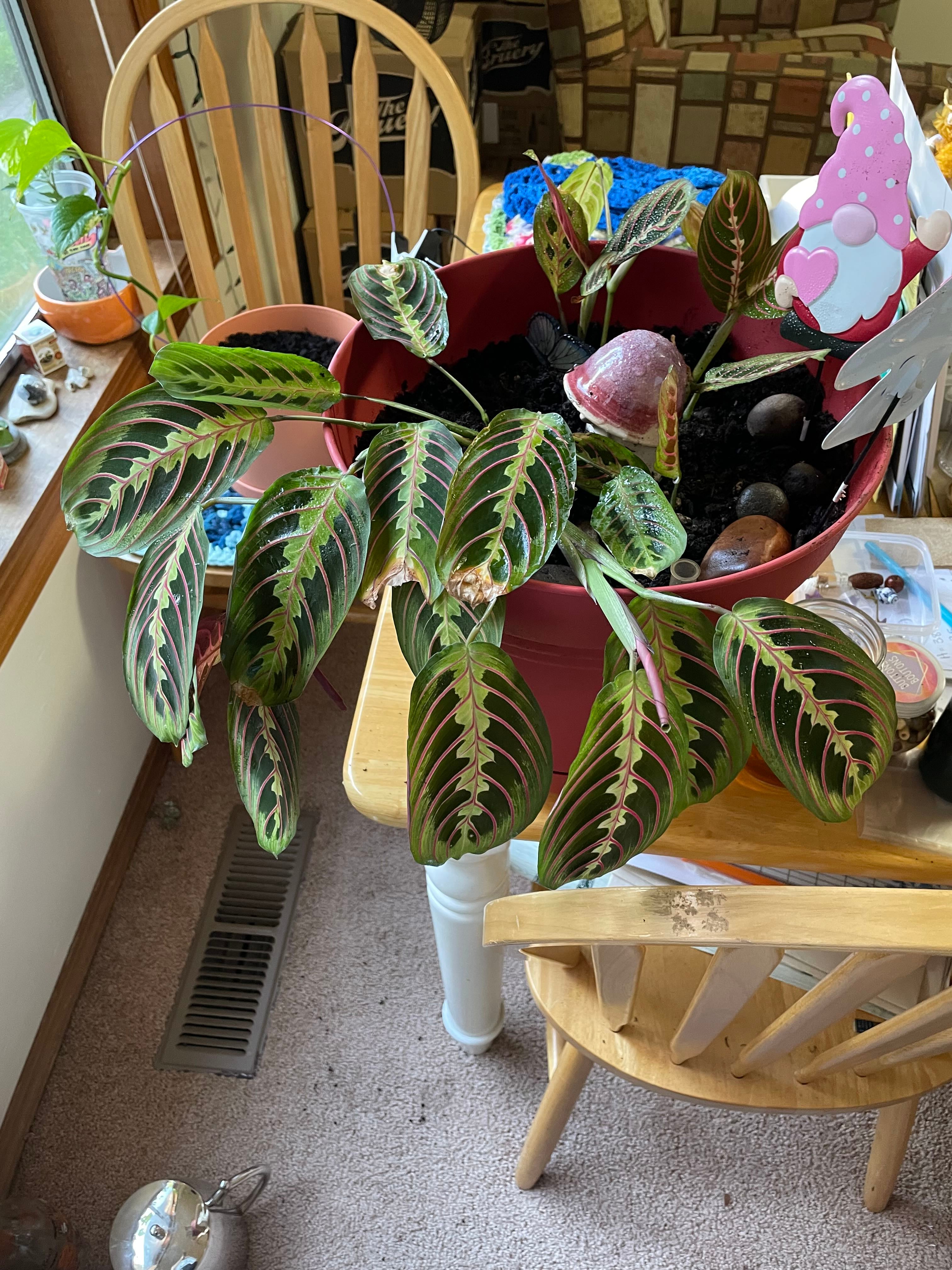 The Complete Red prayer plant Plant Care Guide: Water, Light & Beyond