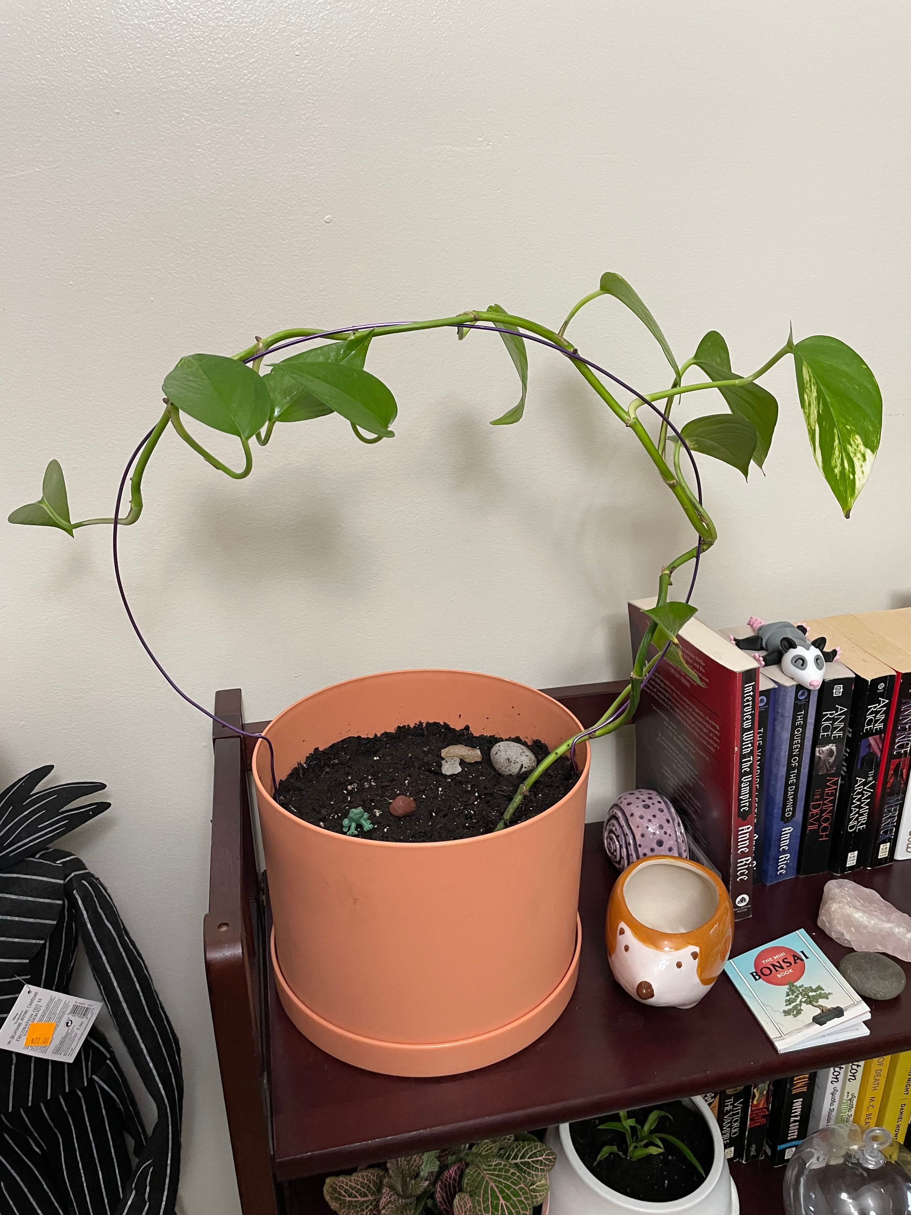 Keep Your Golden Pothos Alive: Light, Water & Care Instructions