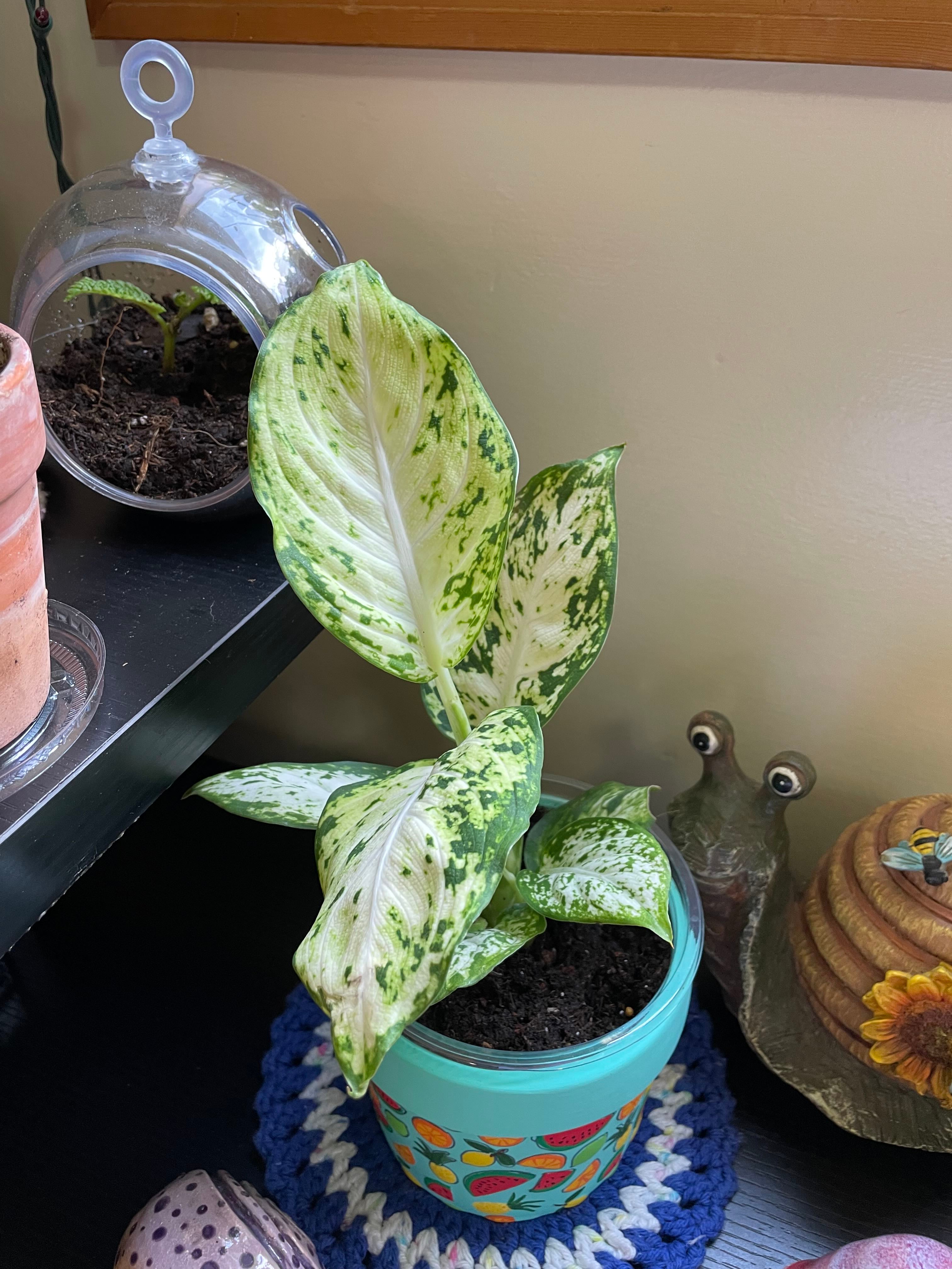 Creeping Charlie Plant Care: Water, Light, Nutrients | Greg App 🌱