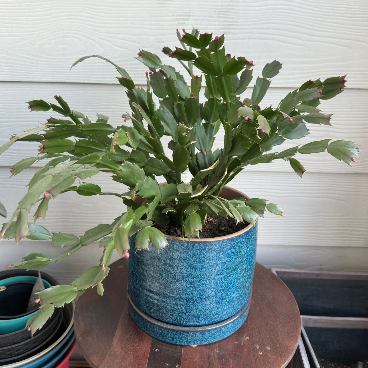 Kendall | A plant by @WiredGlobeonion on Greg