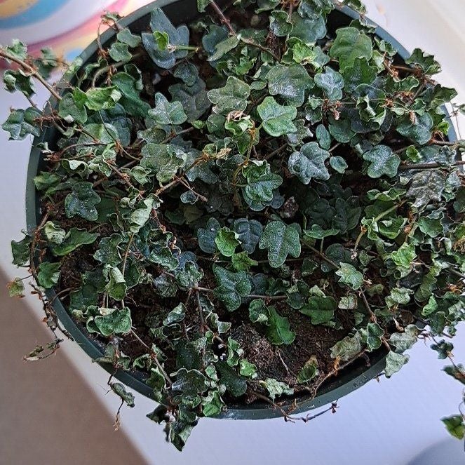 Frogbert | A plant by @Skeebledeeble on Greg