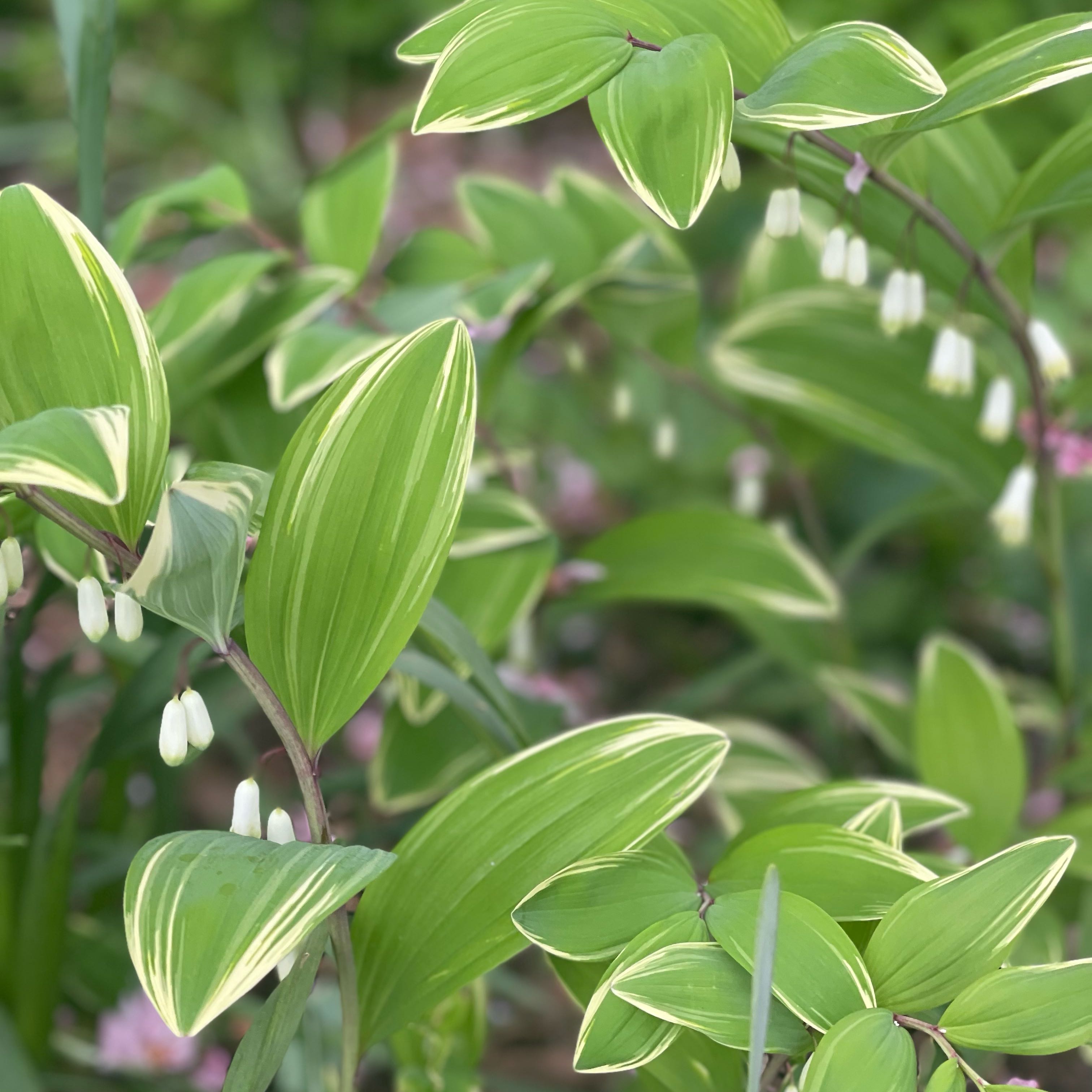 10 Benefits of Having a Angular Solomon's Seal