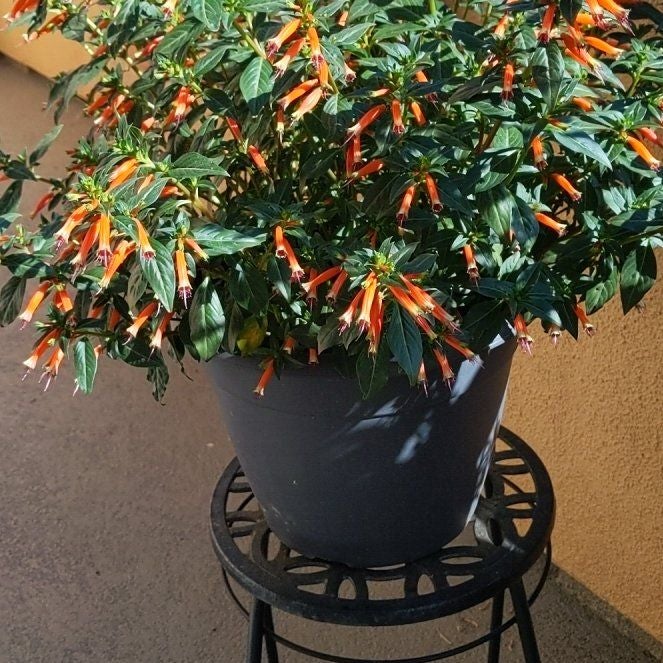 The Complete Large Firecracker Plant Plant Care Guide: Water, Light ...