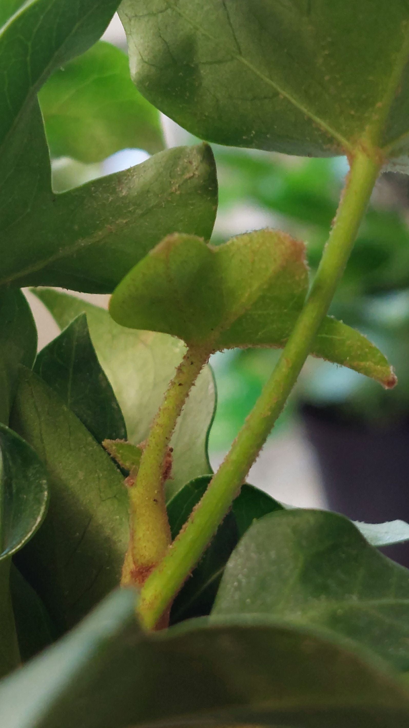 Keep Your Tree ivy Alive: Light, Water & Care Instructions