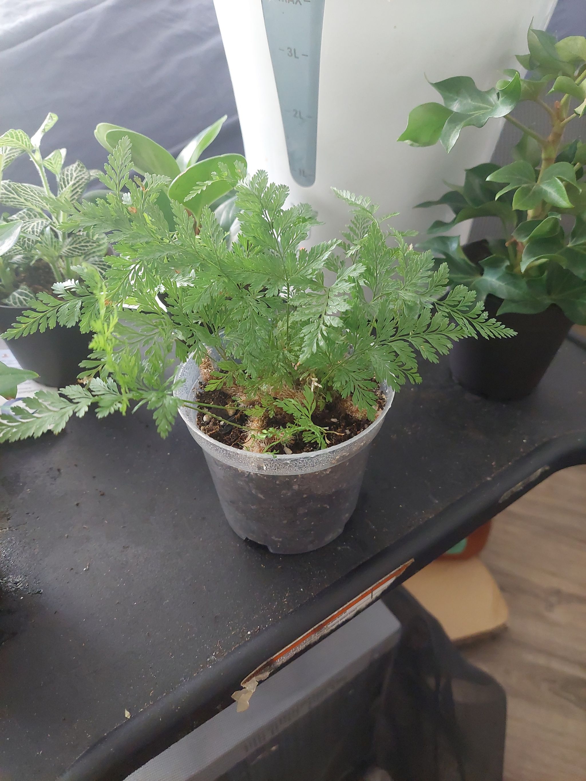 Keep Your Assam Rabbit's Foot Fern Alive: Light, Water & Care Instructions