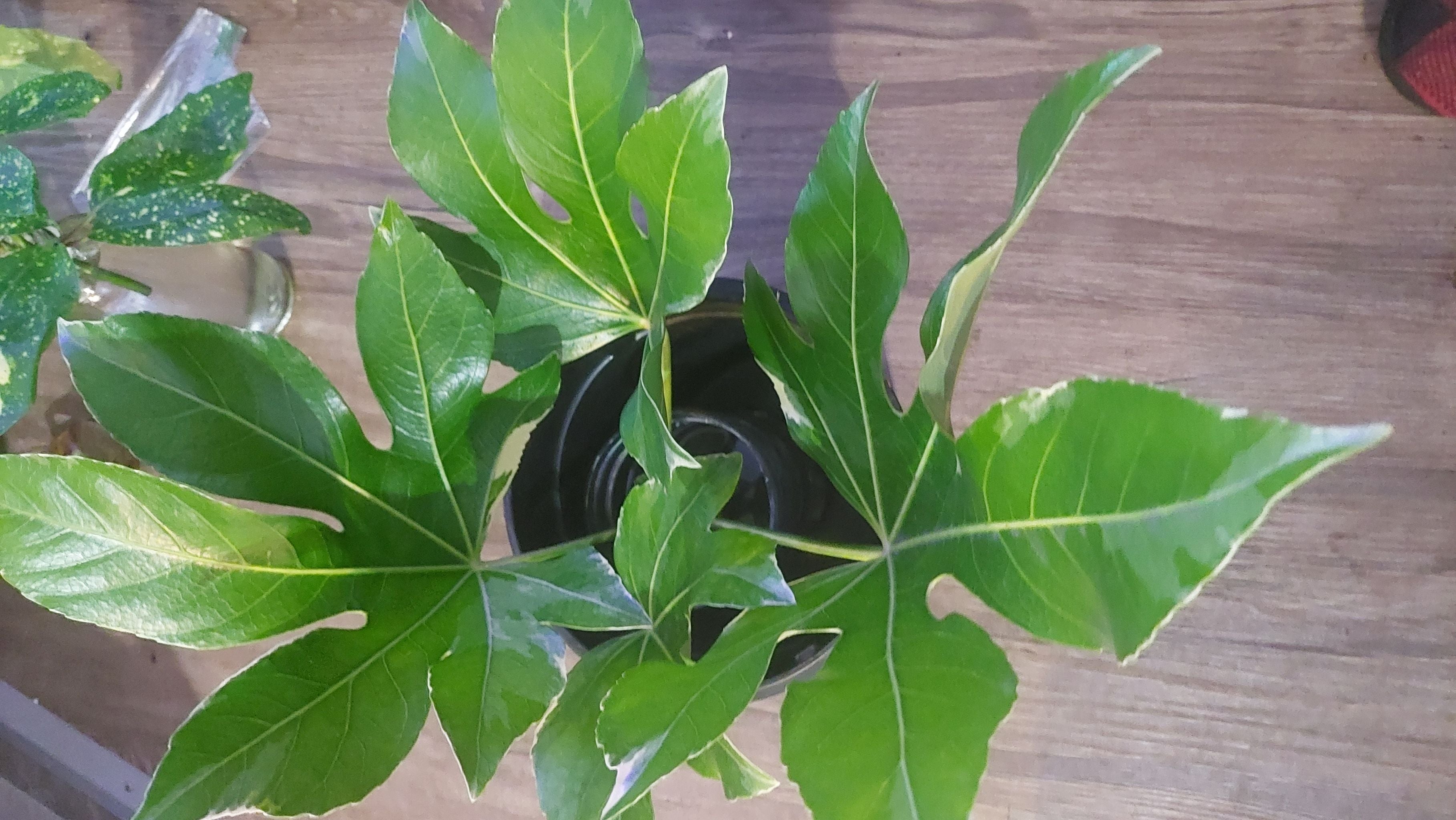Fatsia Plant Plant Care: Water, Light, Nutrients | Greg App 🌱