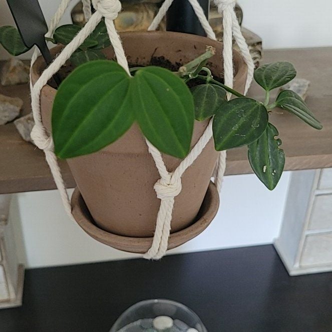 Raydiance Peperomia Plant Care: Water, Light, Nutrients | Greg App 🌱