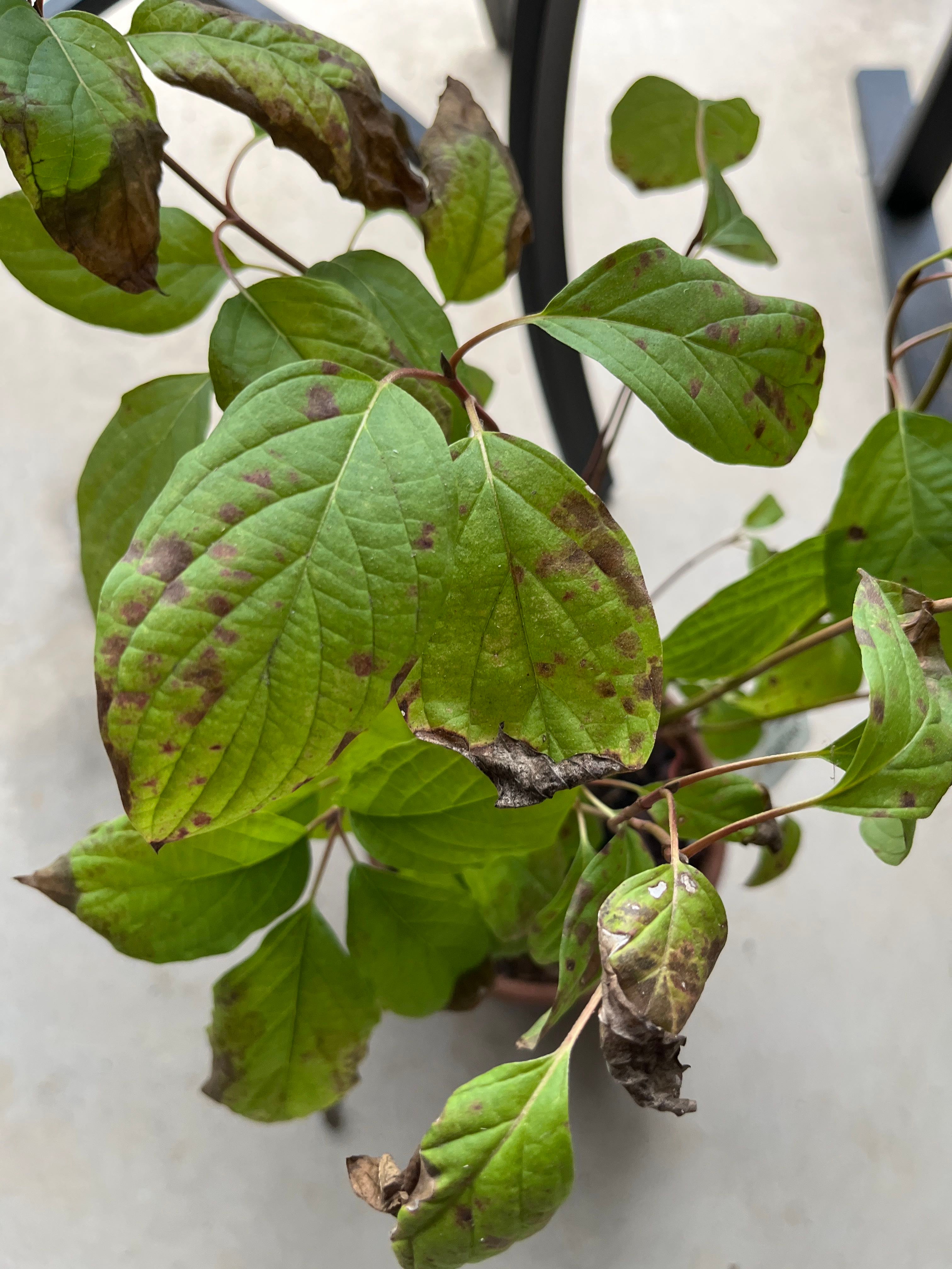 Propagating Red Osier Dogwood: Step-by-Step Guide