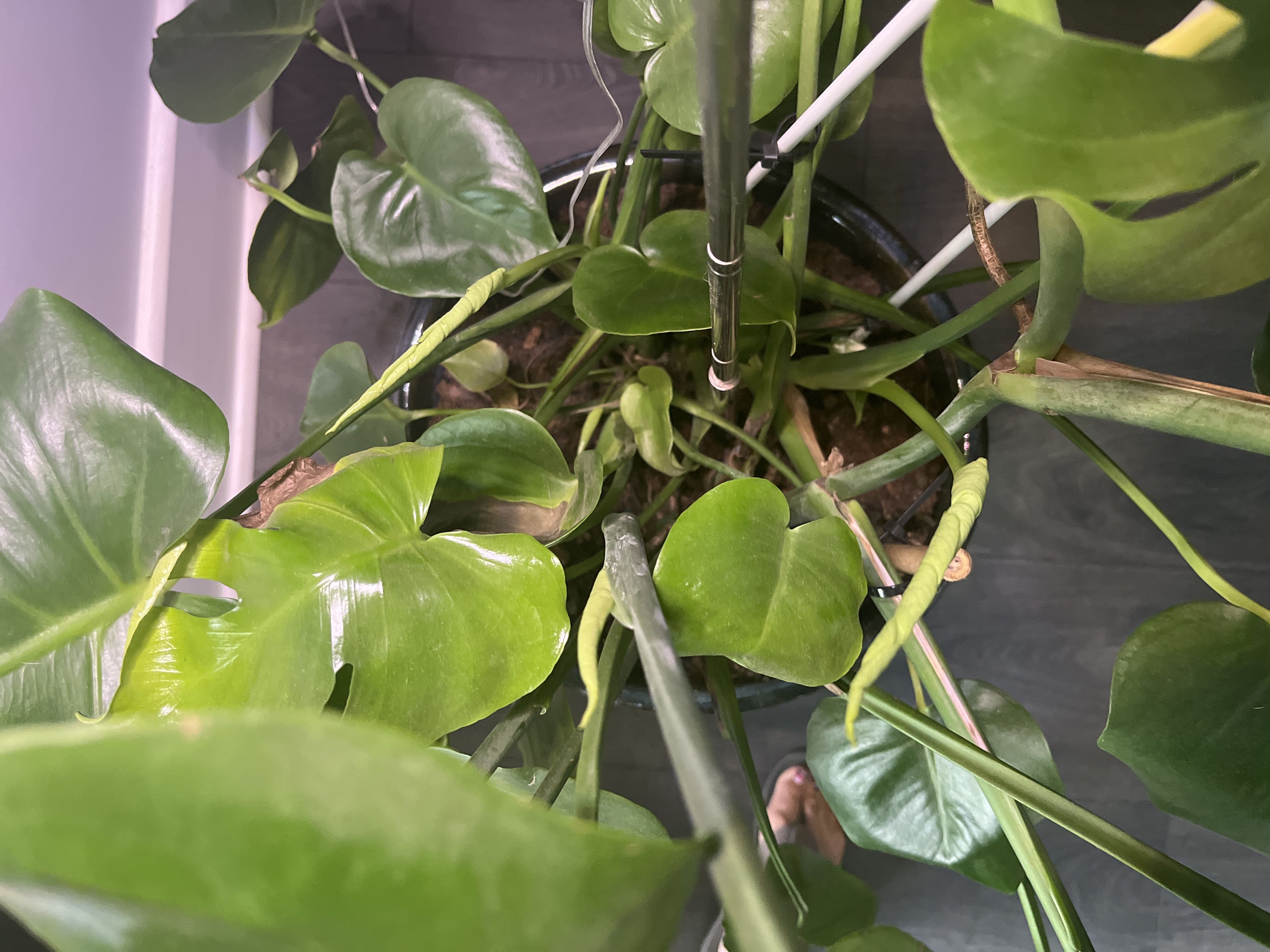 Diagnosing monstera deliciosa 'aurea' root rot