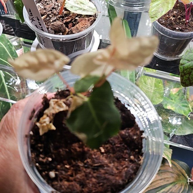 Tuber Fleeceflower Plant Care: Water, Light, Nutrients | Greg App 🌱