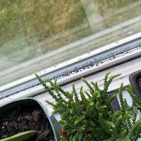 Princess Pine Care 101: Water, Light & Growing Tips