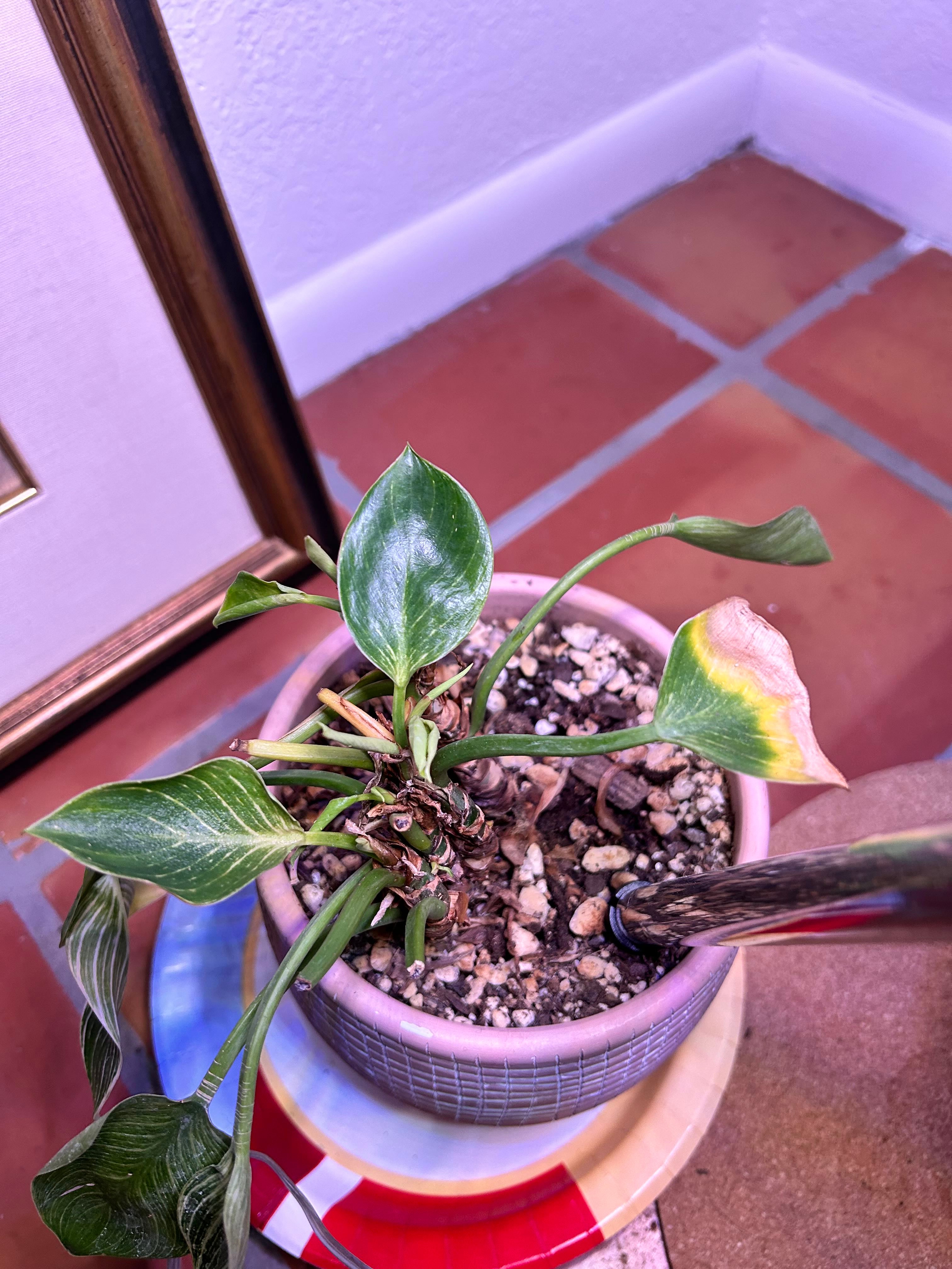 Keep Your Rudolph Philodendron Alive: Light, Water & Care Instructions