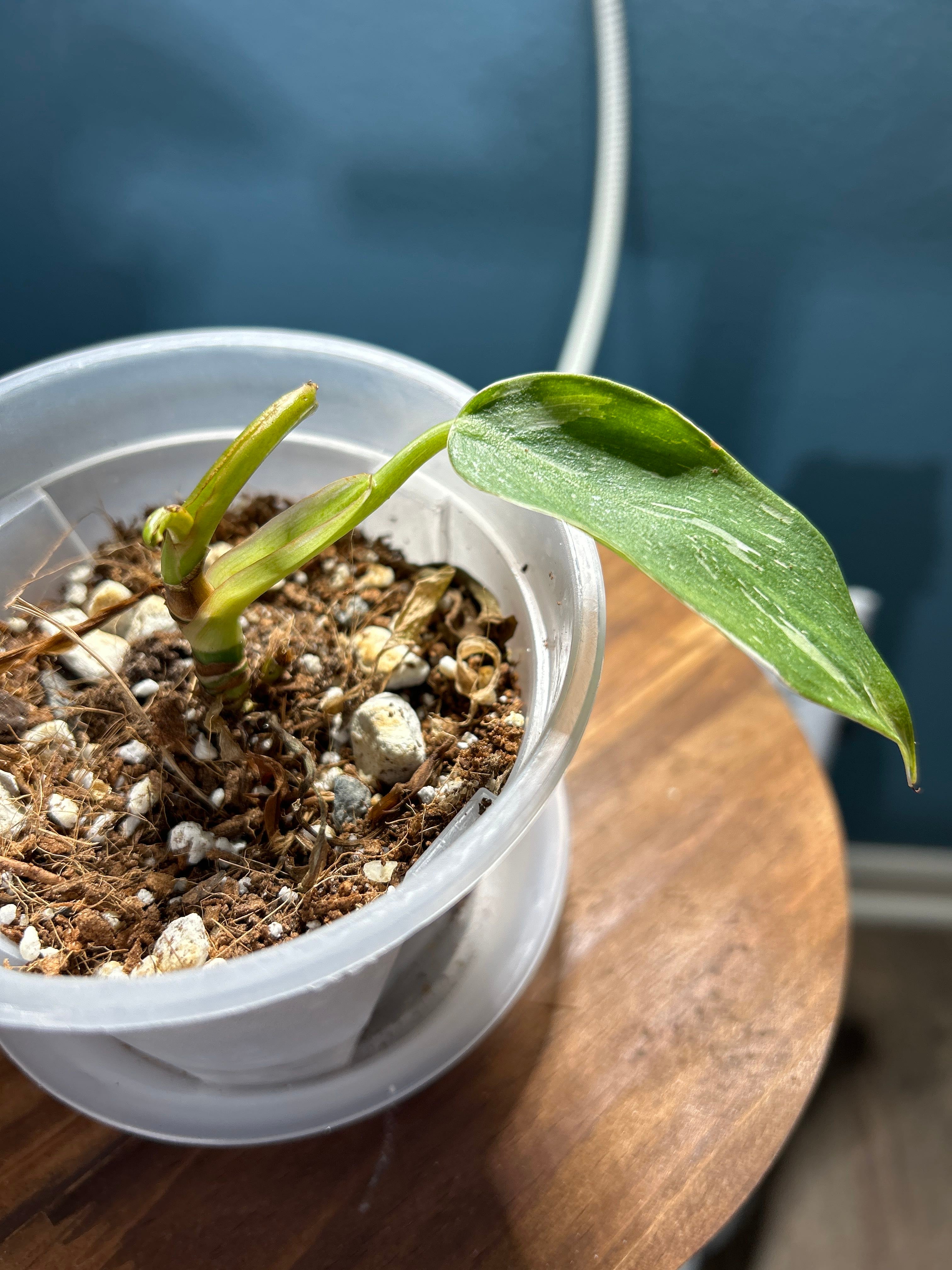 Philodendron 'White Wizard' Plant Care: Water, Light, Nutrients | Greg ...