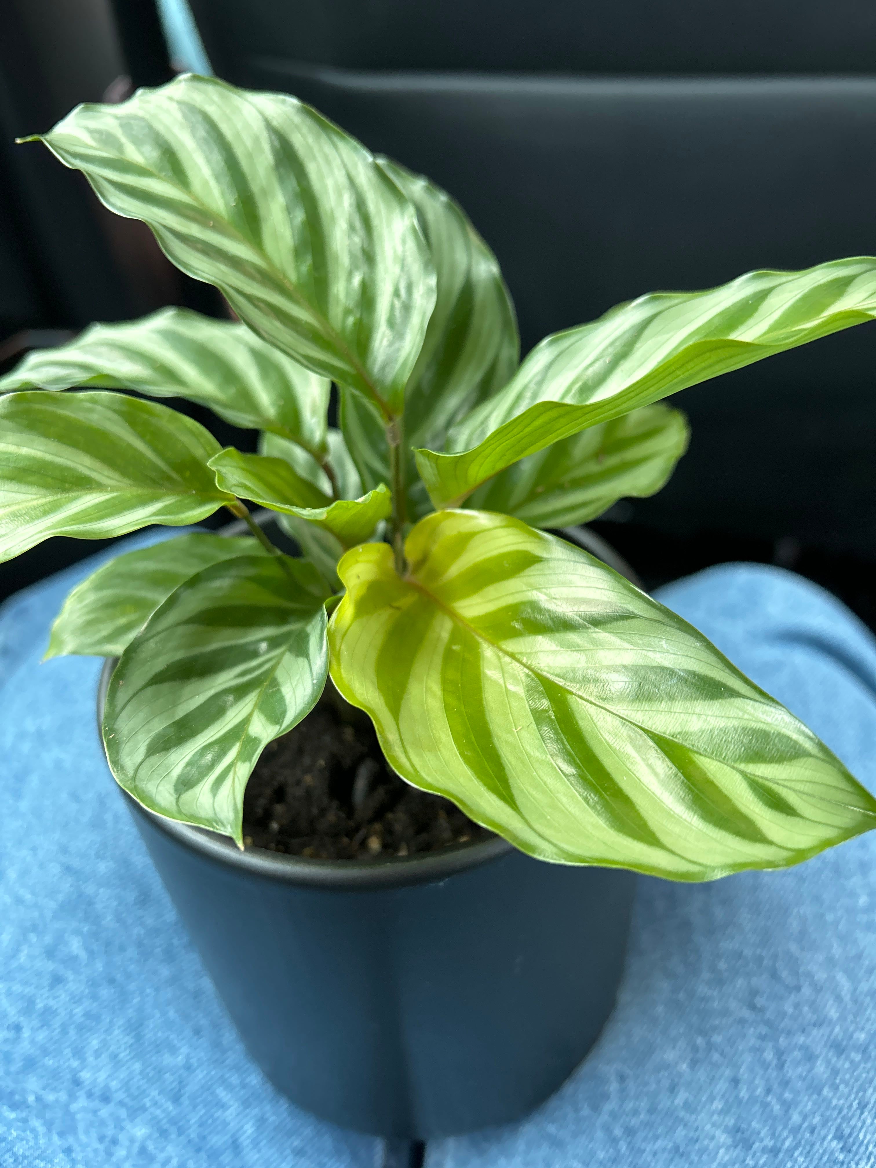 Calathea anulque: How Much Water & Light Does it Need to Thrive?