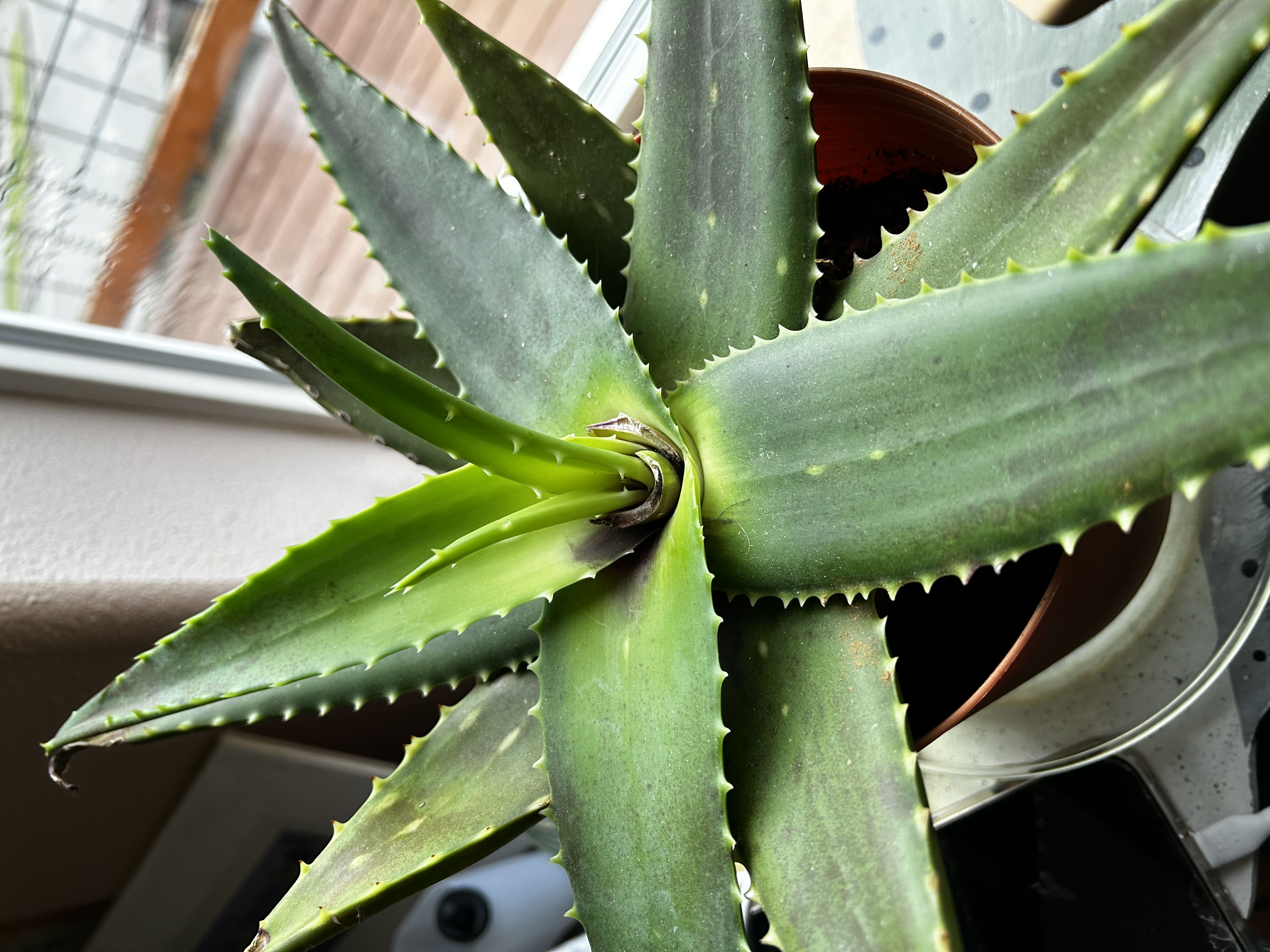 Aloe 'T-Rex' Plant Care: Water, Light, Nutrients | Greg App 🌱