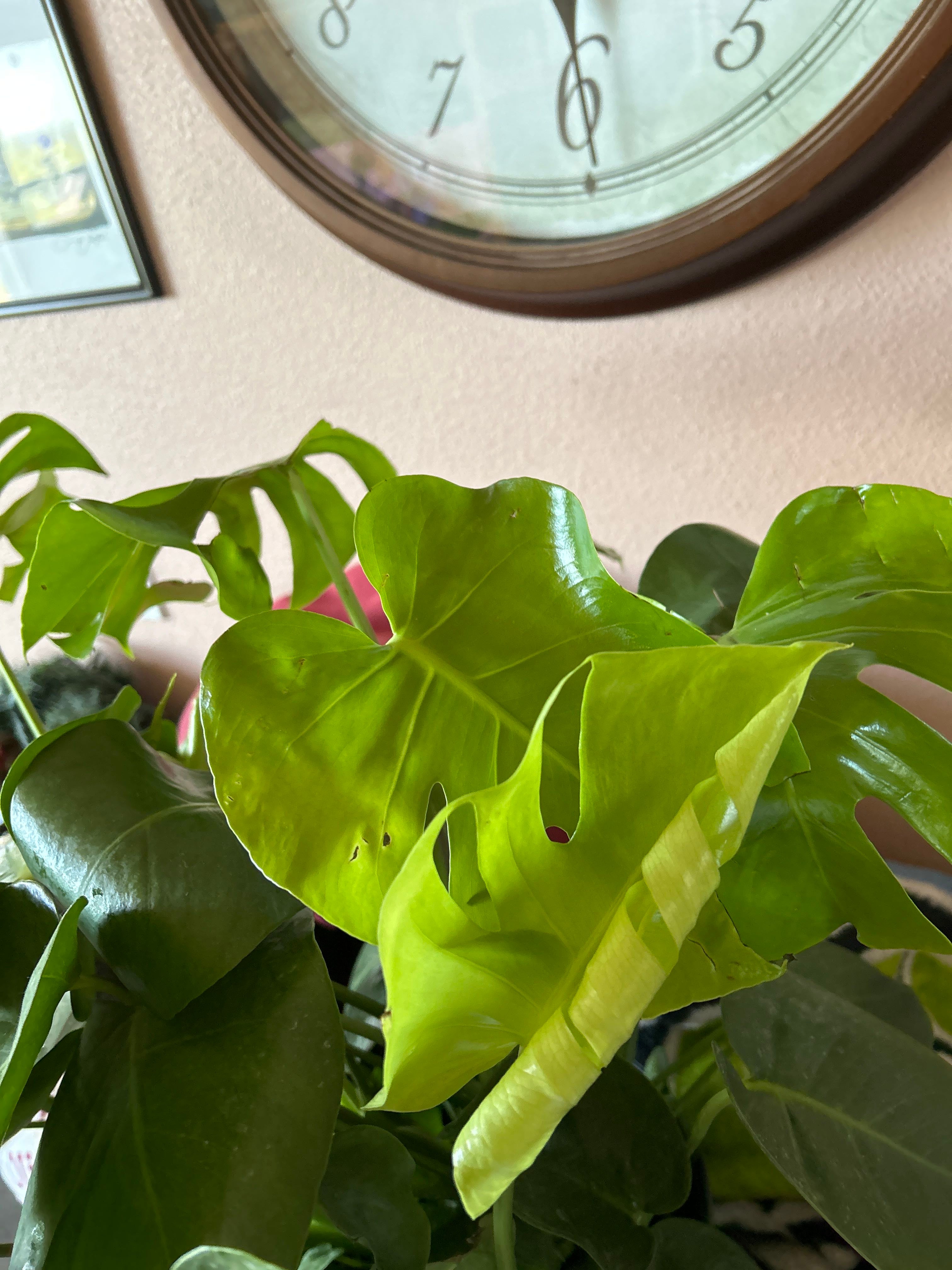 Green Galaxy Monstera: How Much Water & Light Does it Need to Thrive?