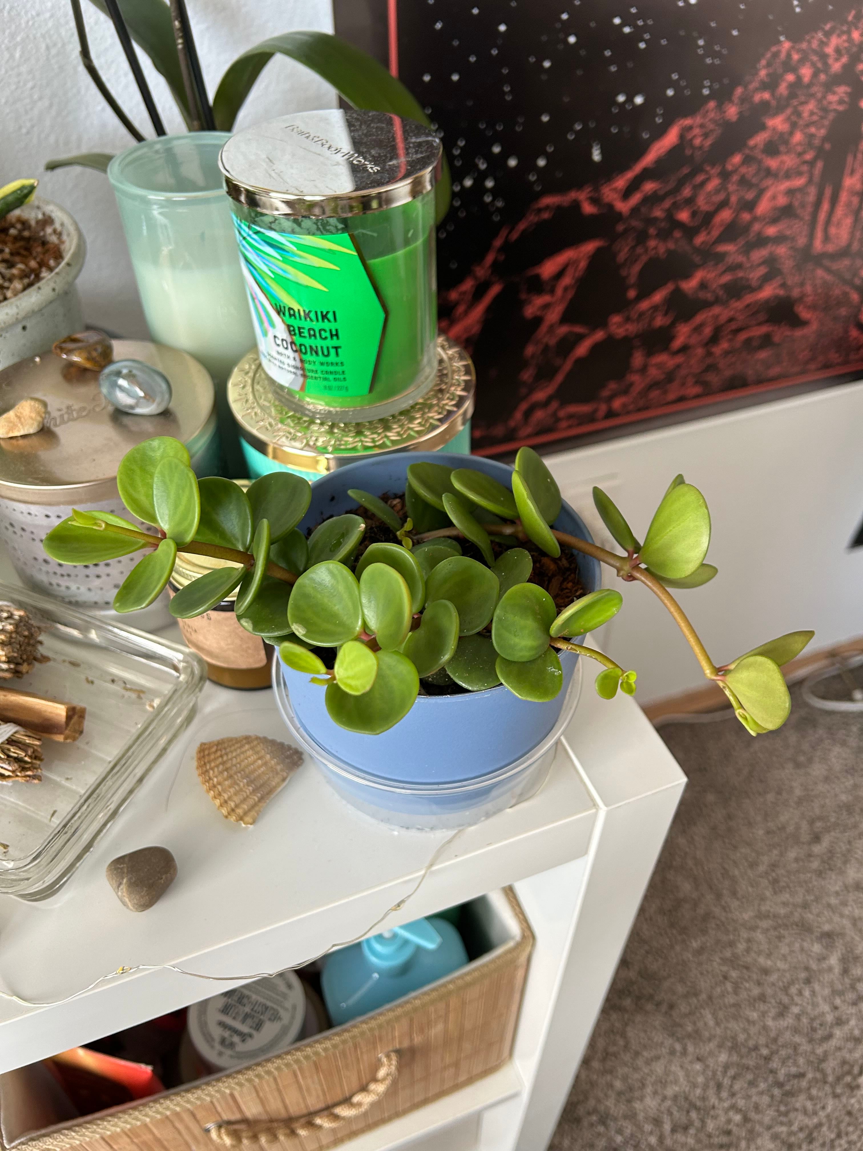 Peperomia Jitterbug Plant Care: Water, Light, Nutrients | Greg App 🌱