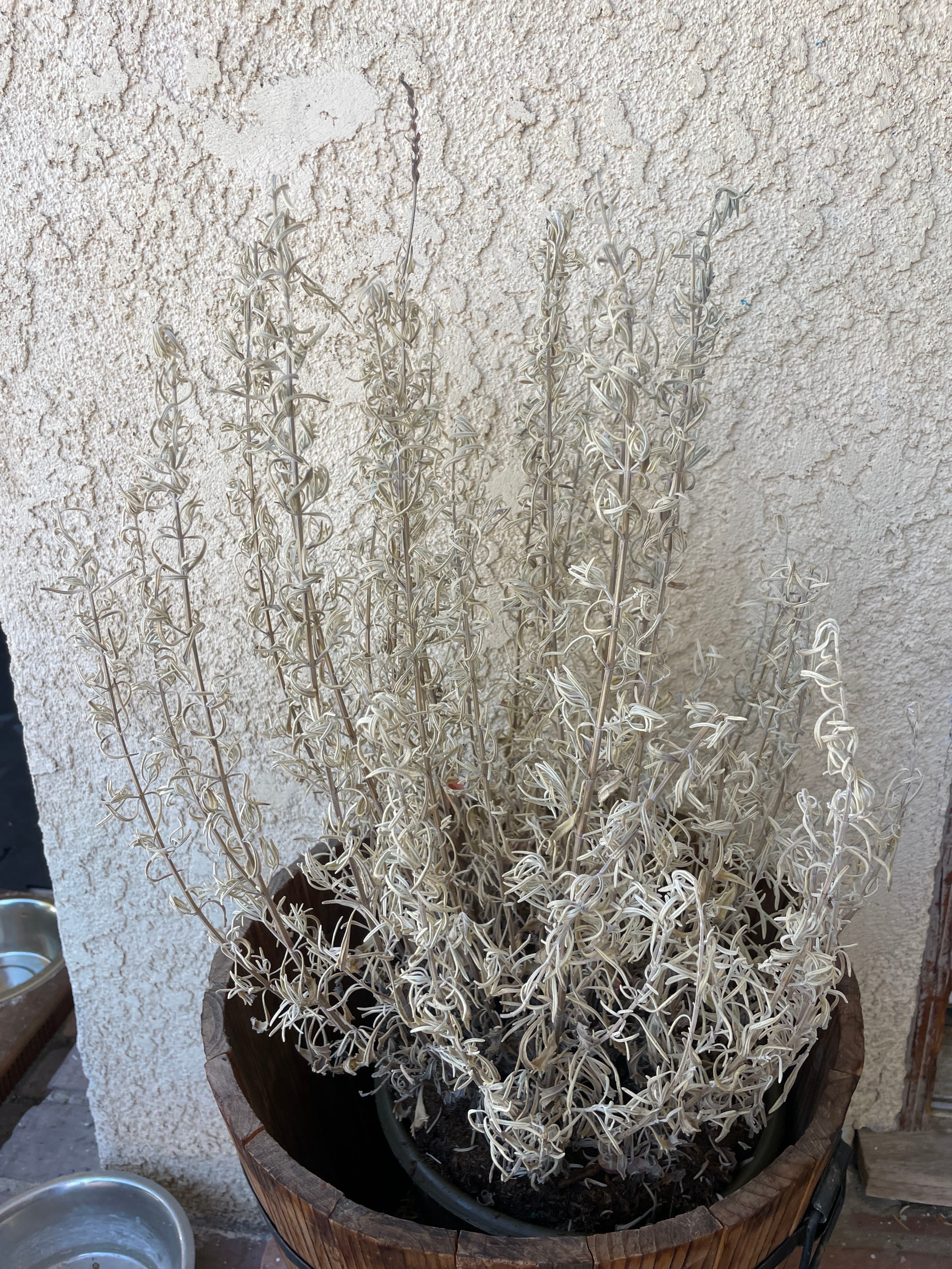 🌸 5 Tips for Caring for Your Hidcote Lavender in Winter