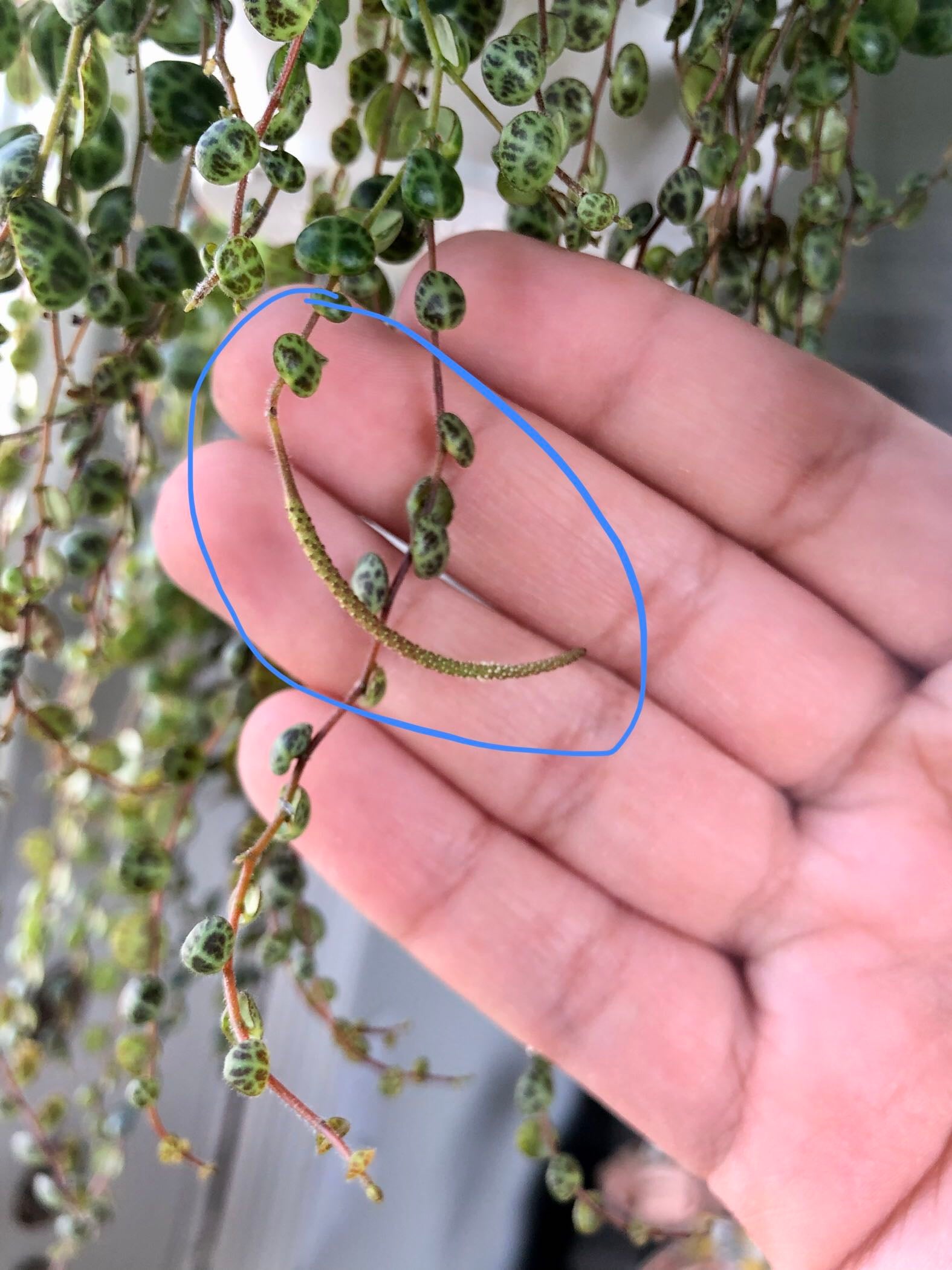 🐢 Propagating Your String of Turtles: Step-by-Step Guide