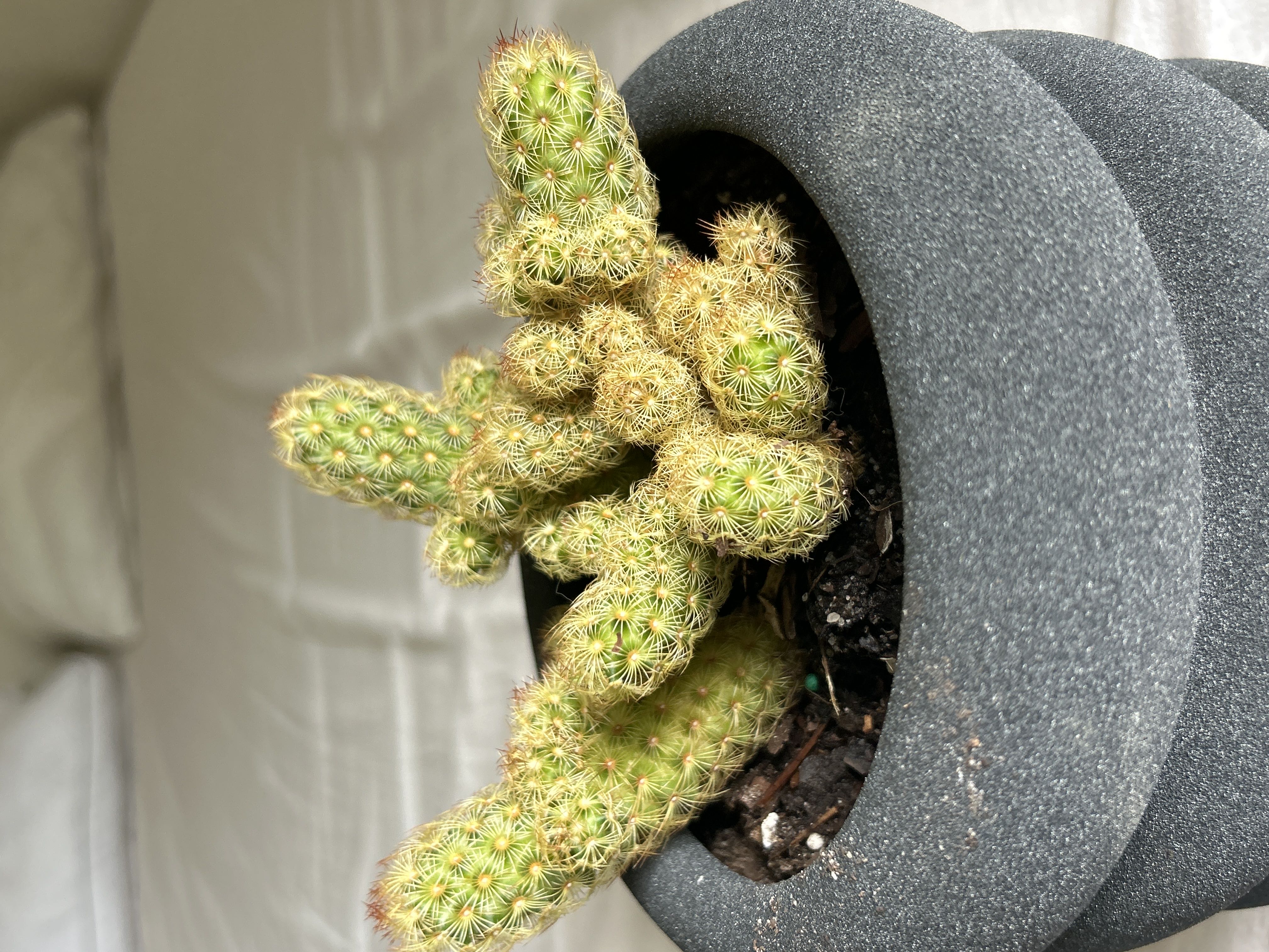Keep Your Lady Finger Cactus Alive: Light, Water & Care Instructions