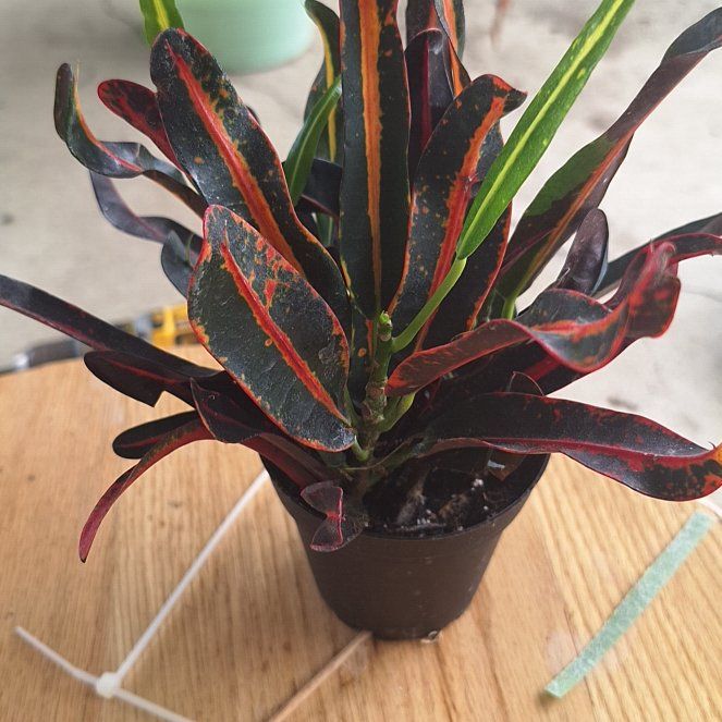 Red Banana Croton Plant Care: Water, Light, Nutrients | Greg App 🌱