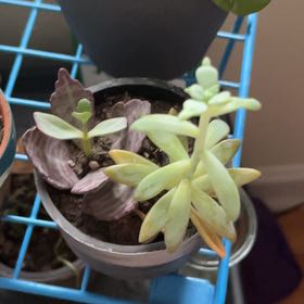 Gregarious | A plant by @FineBonsaimint on Greg