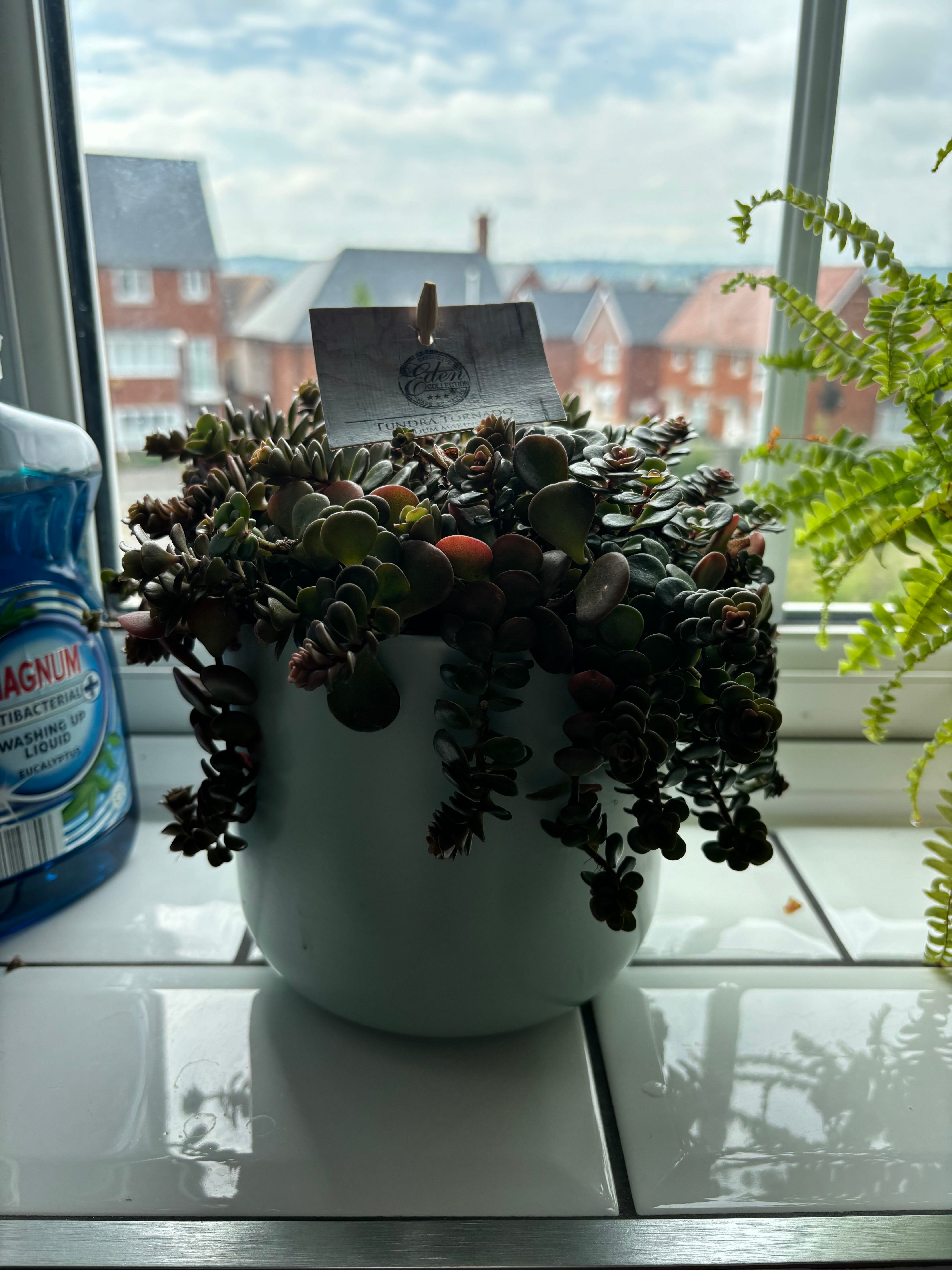 How Do I Cure Hairy Stonecrop Root Rot?