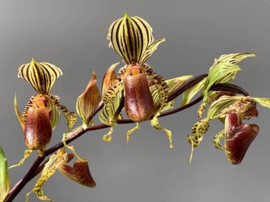 Paphiopedilum supardii Care 101: Water, Light & Growing Tips