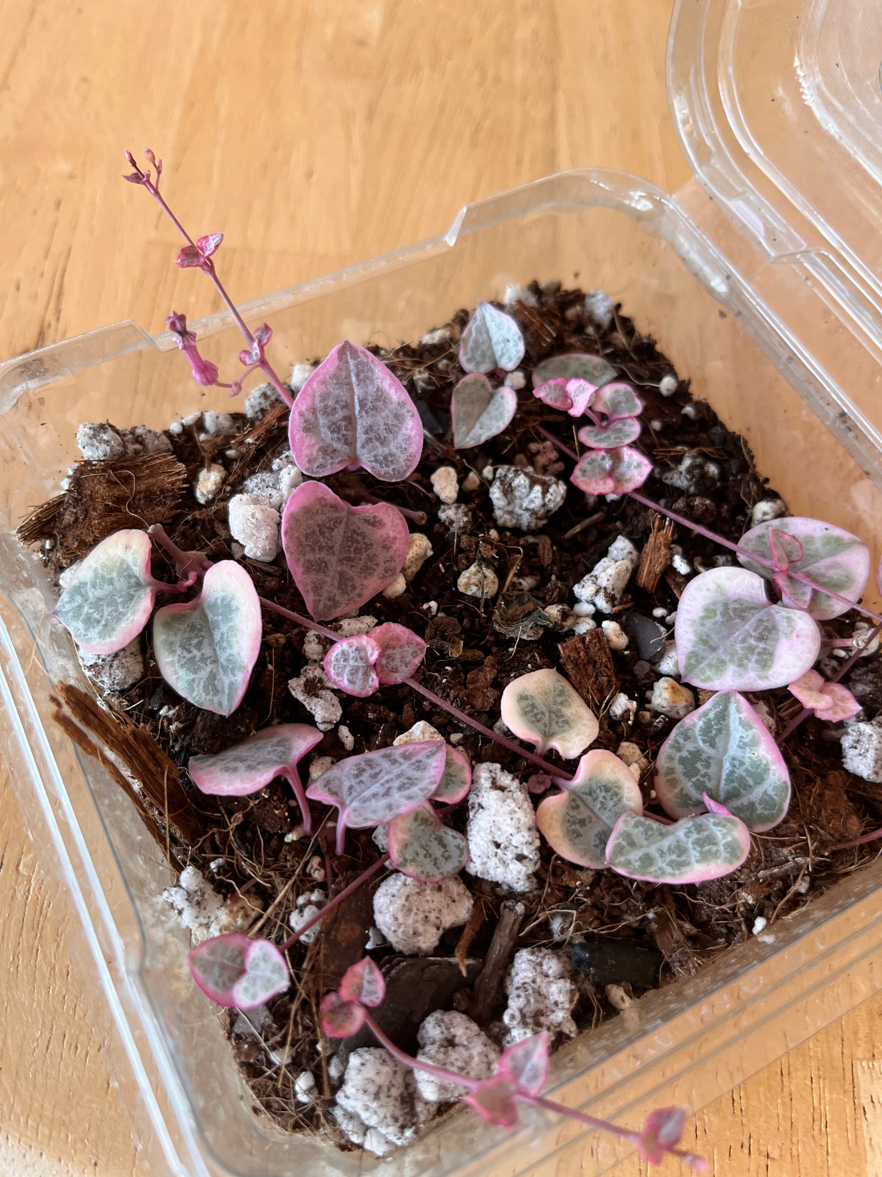 My string of hearts prop is blooming!!