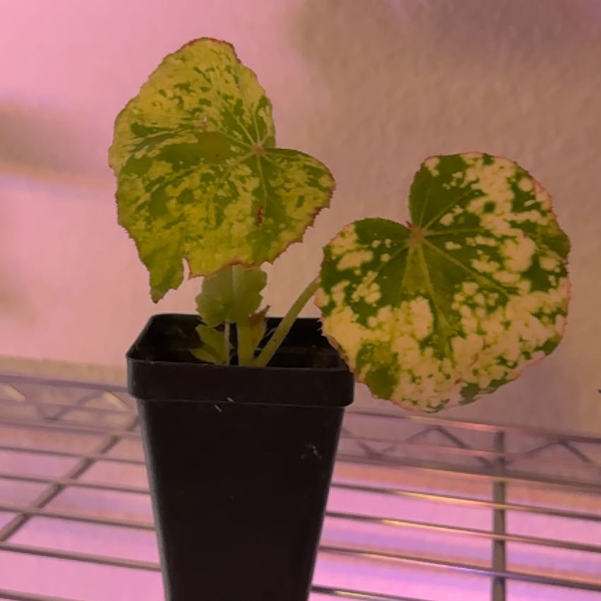 The Complete Begonia manicata Plant Care Guide: Water, Light & Beyond
