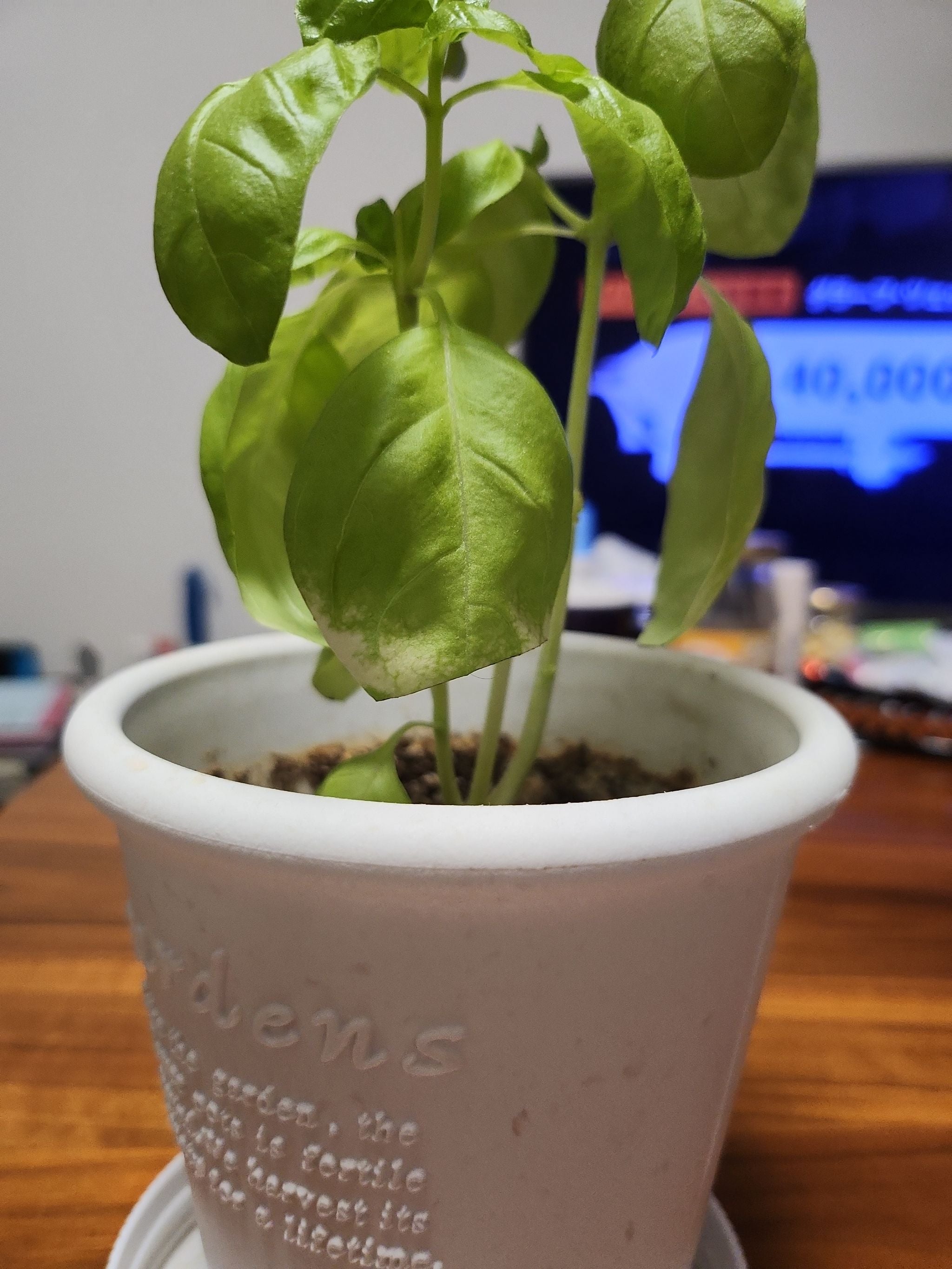 Why Are There Black Spots On My Sweet Basil Leaves?