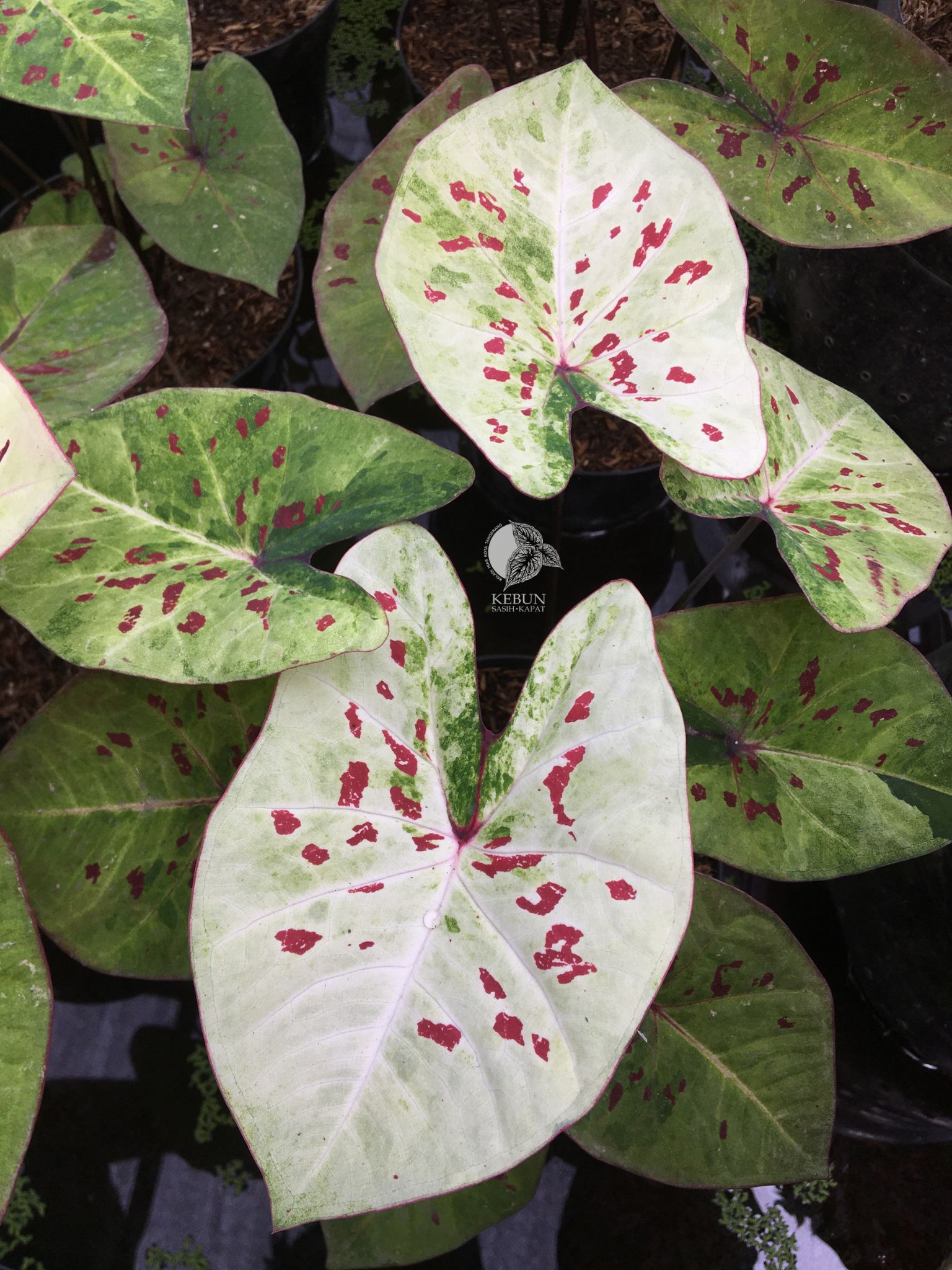 Black Spots on My Caladium 'Pink Beauty' Leaves