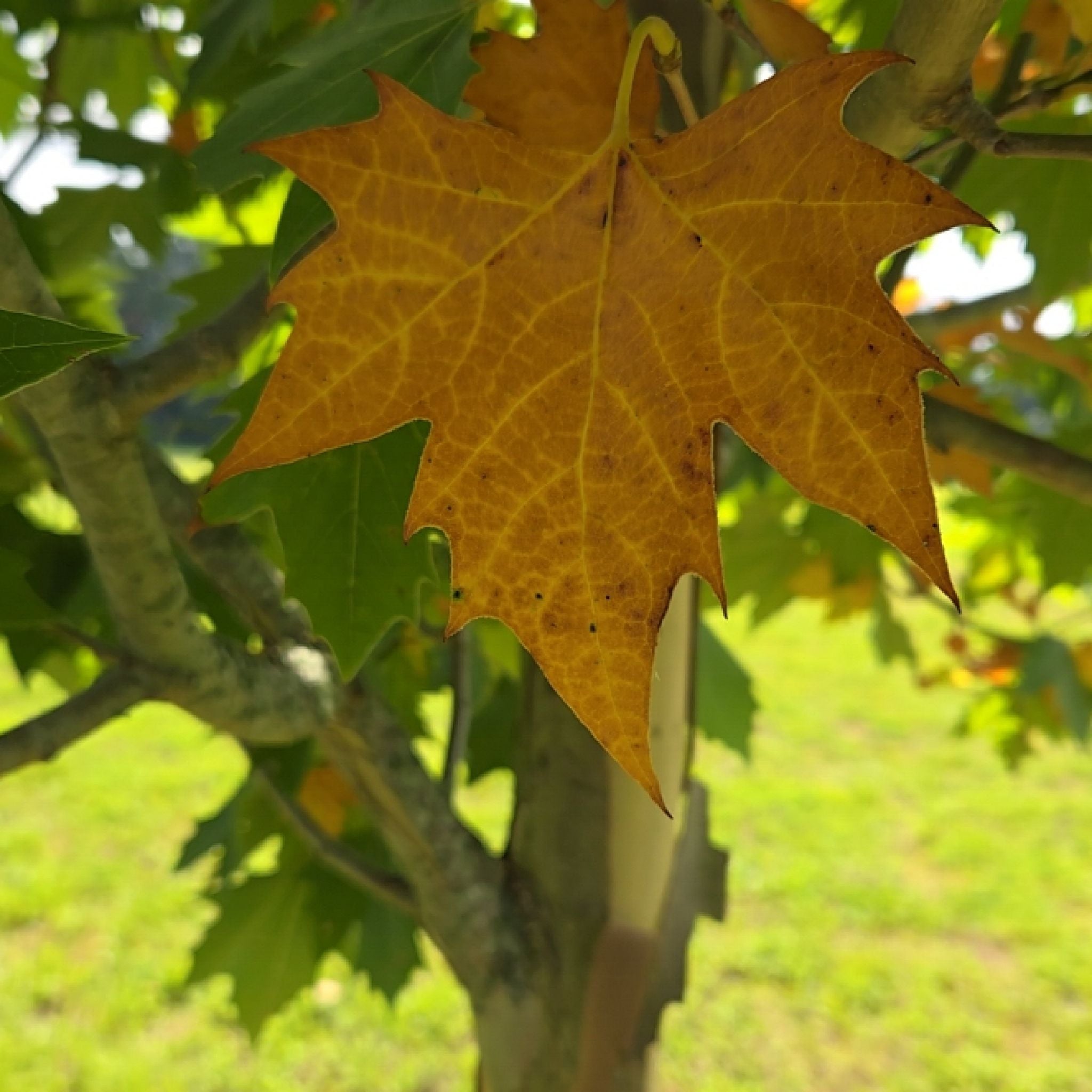 Why Are My American Sycamore Leaves Mushy?