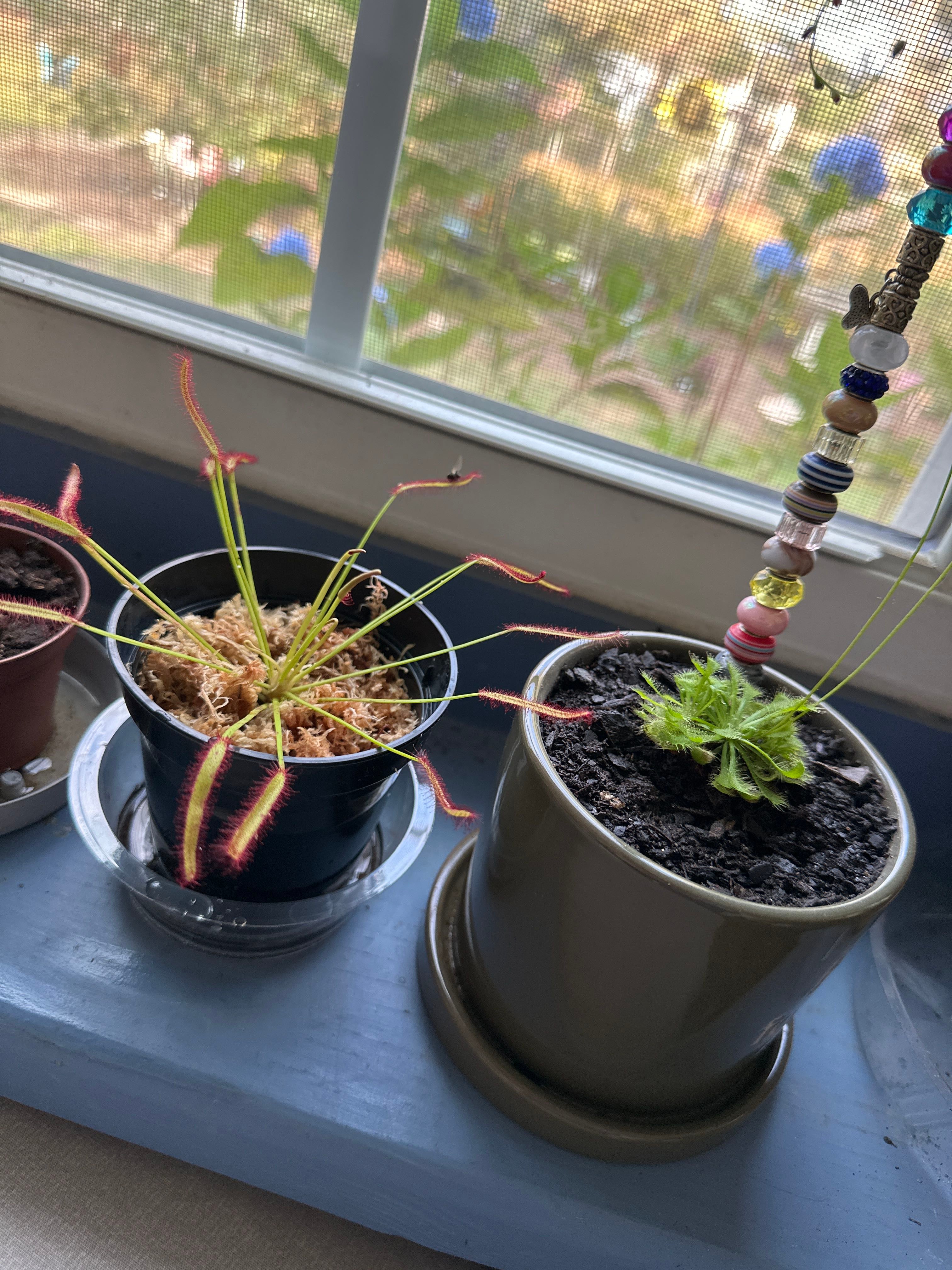 Lifespan of Sundew 🪲