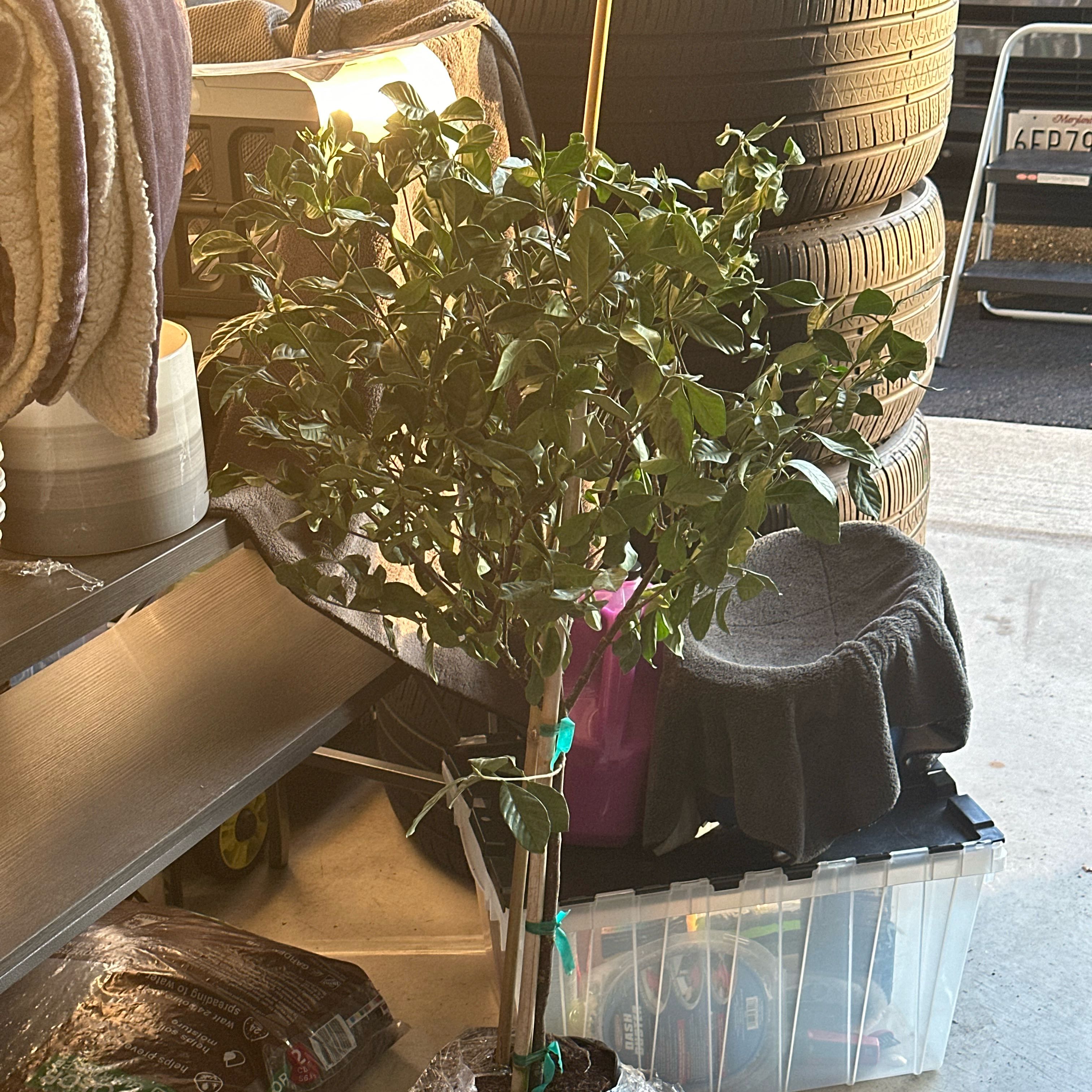 Why Are My Gardenia volkensii Leaves Curling?