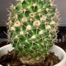 Keep Your Silver Arrows Cactus Alive: Light, Water & Care Instructions