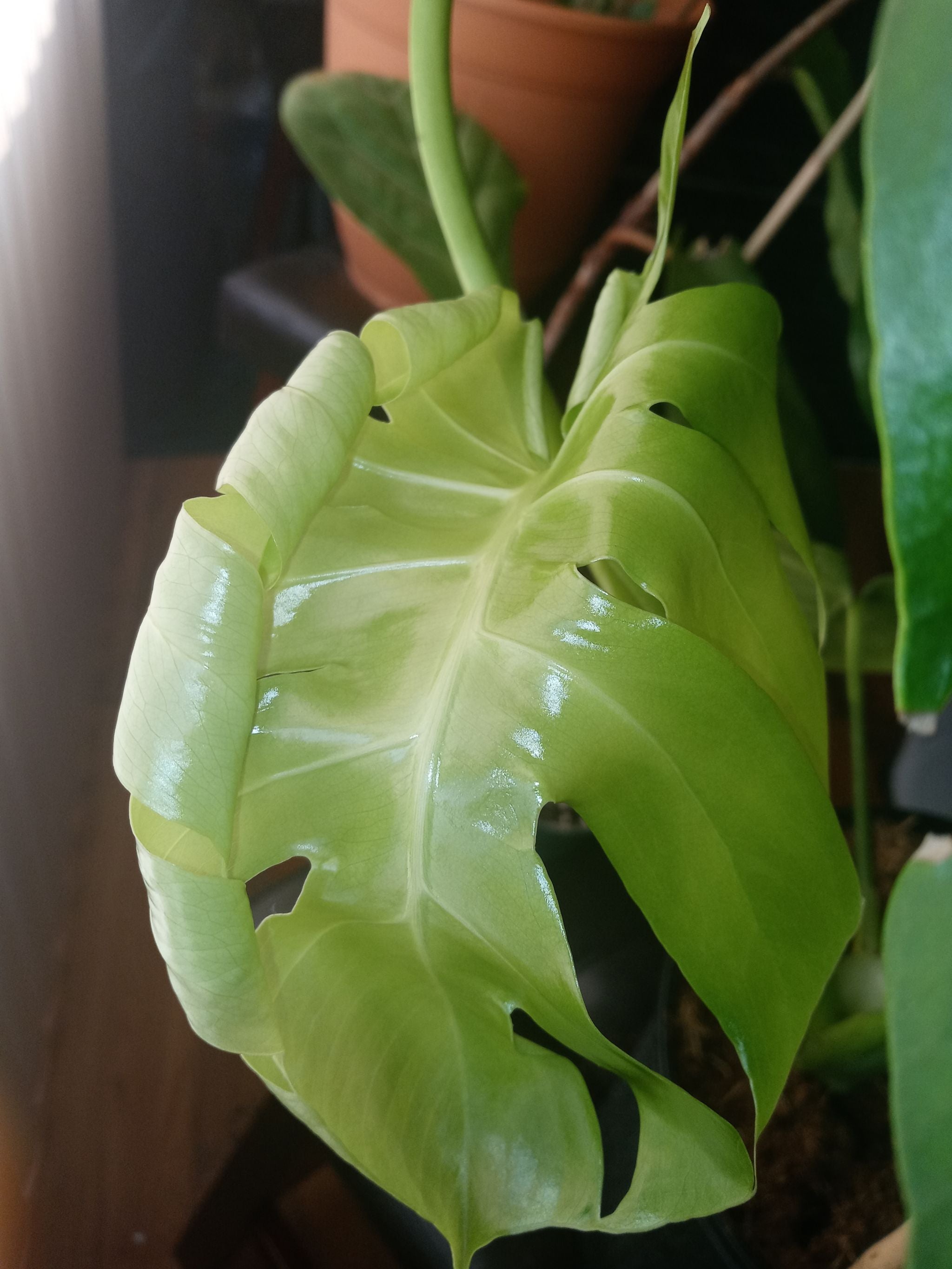 Monstera pinnatipartita 'Siam' Plant Care: Water, Light, Nutrients ...