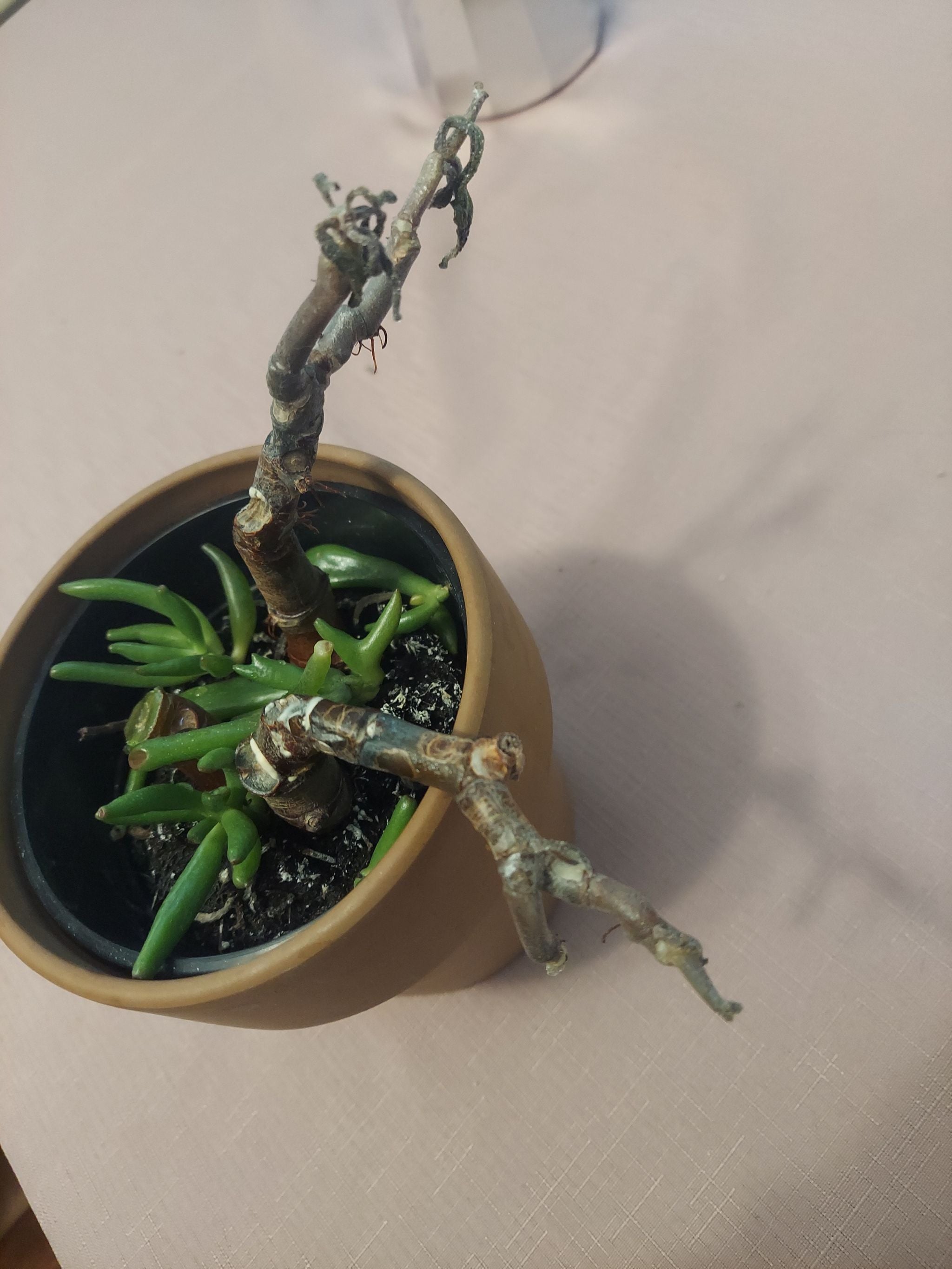 Keep Your ET's Fingers Jade Alive: Light, Water & Care Instructions