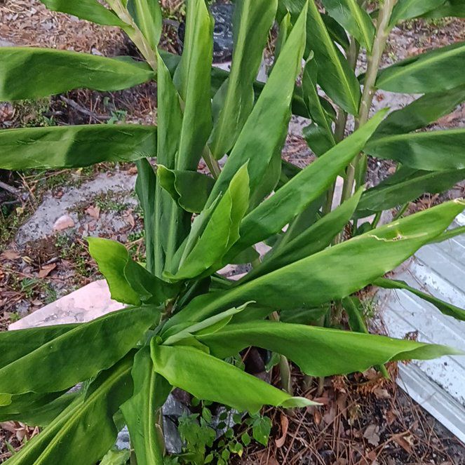 Huckleberry Fern | A plant by @SerenePukatea on Greg