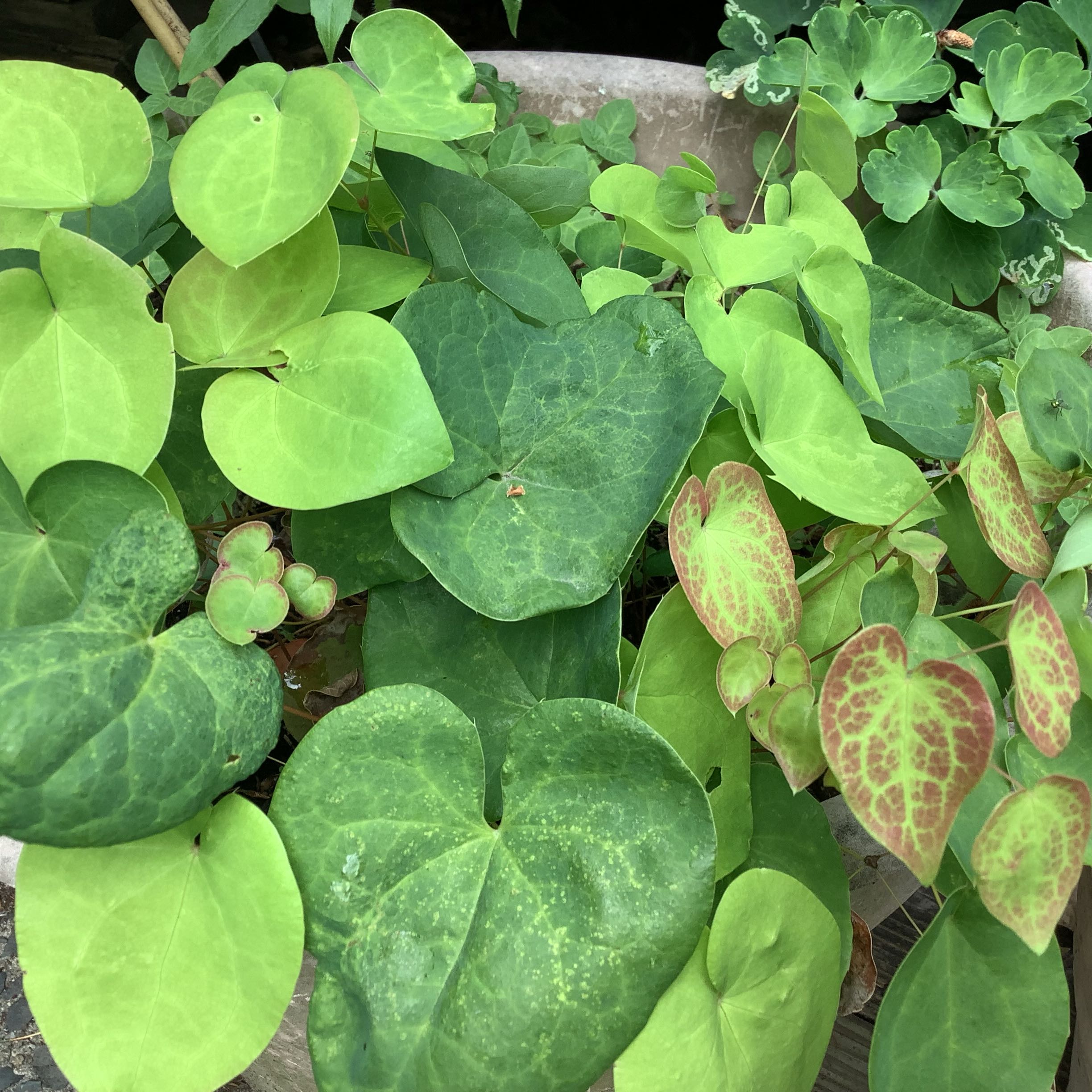 🐟 10 Benefits of Having a Fish Mint