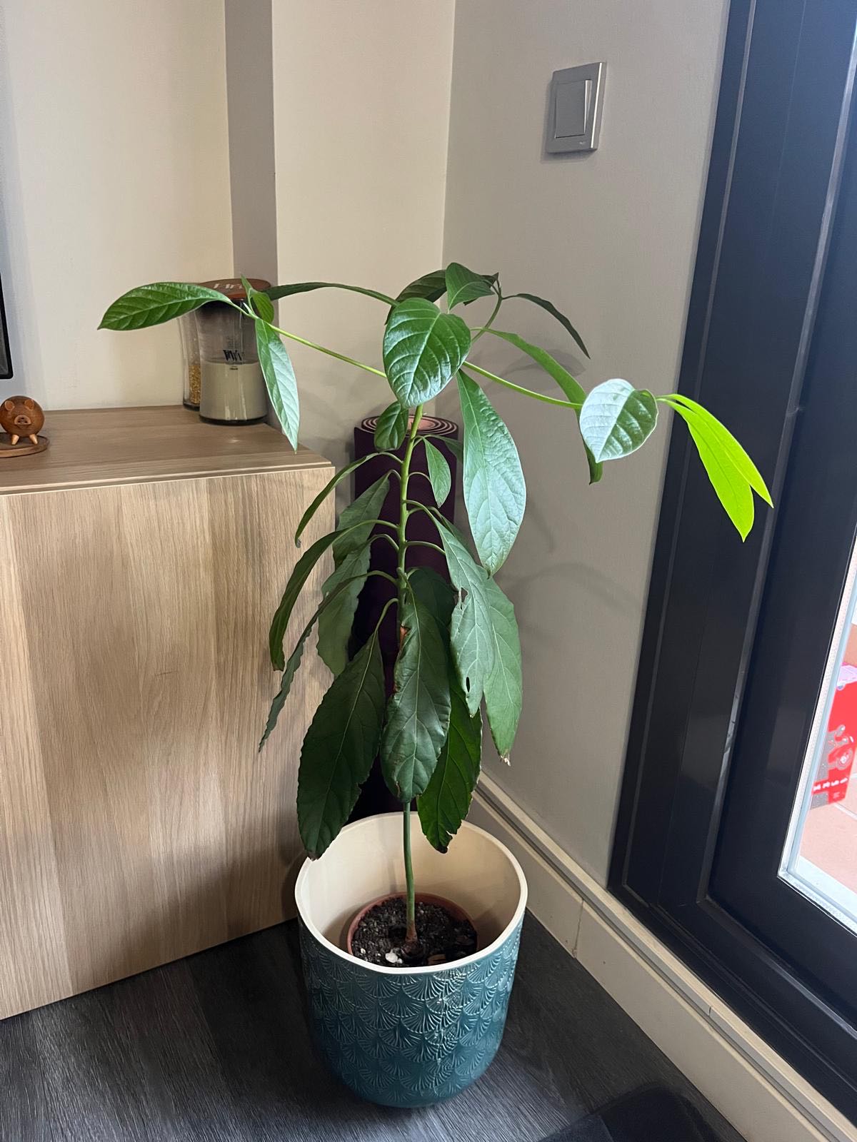 🥑 Optimal Hardiness Zones for Avocado: 9a-11b