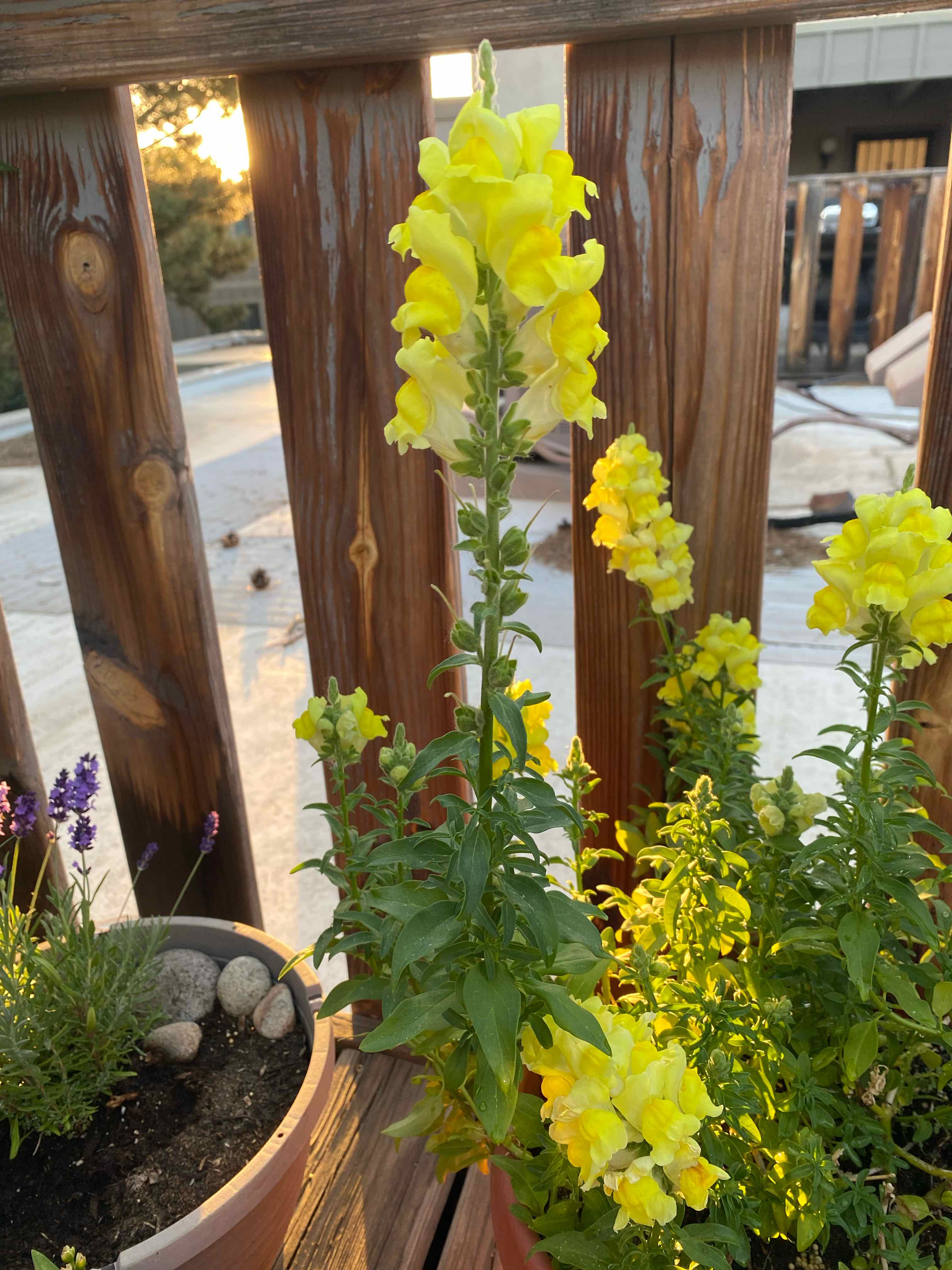 Why Are My Common Snapdragon Leaves Turning Yellow?