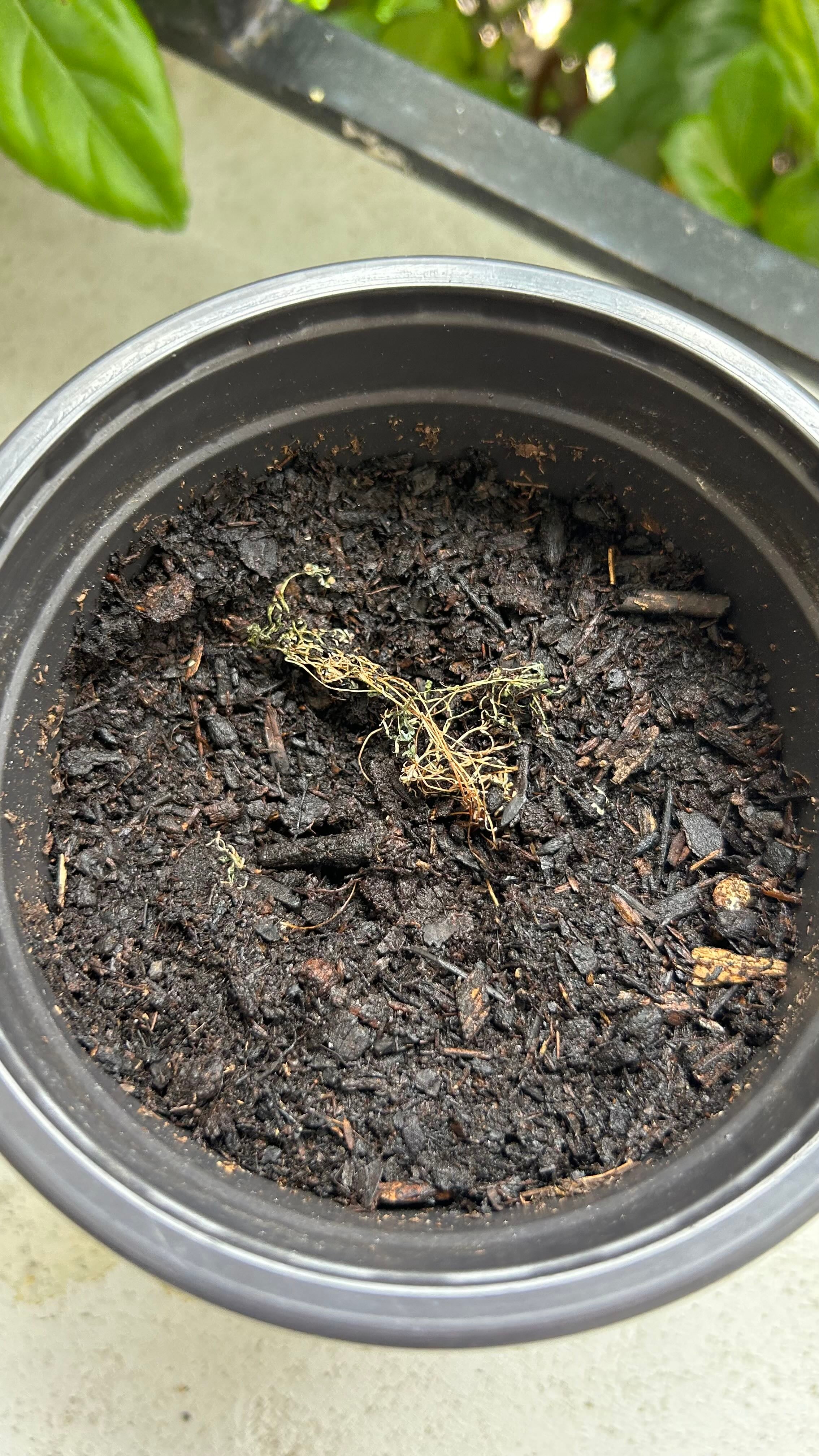 🌸 3 Factors Influencing Tufted Poppy Growth