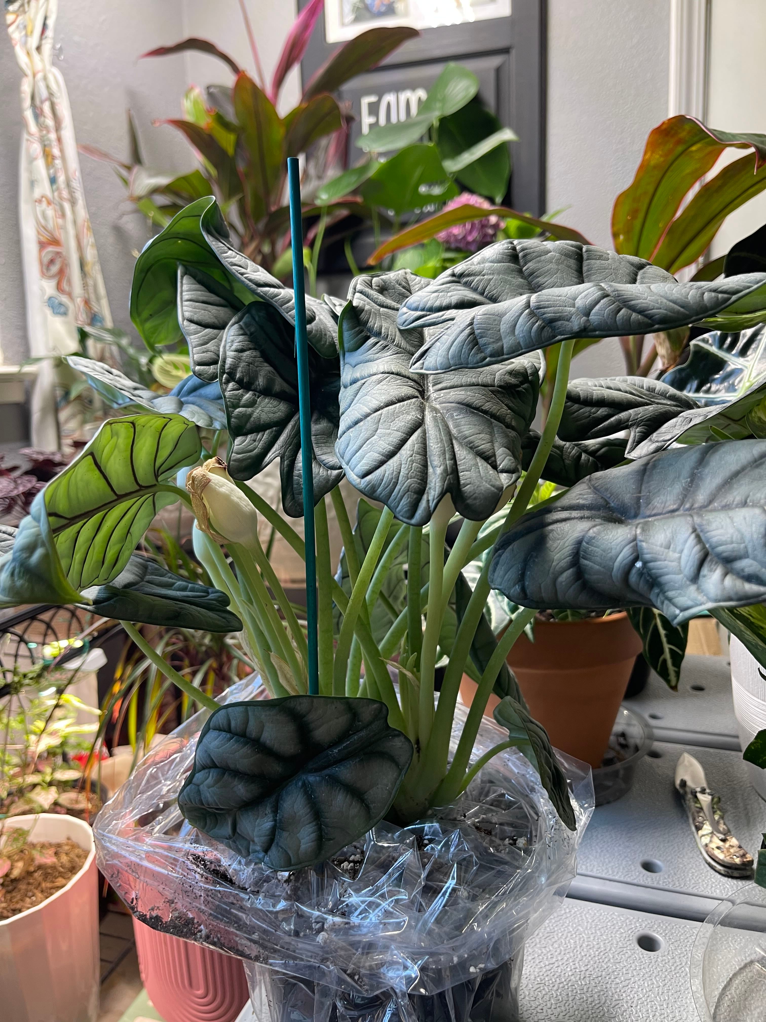 Keep Your Moonlight Dumb Cane Alive: Light, Water & Care Instructions
