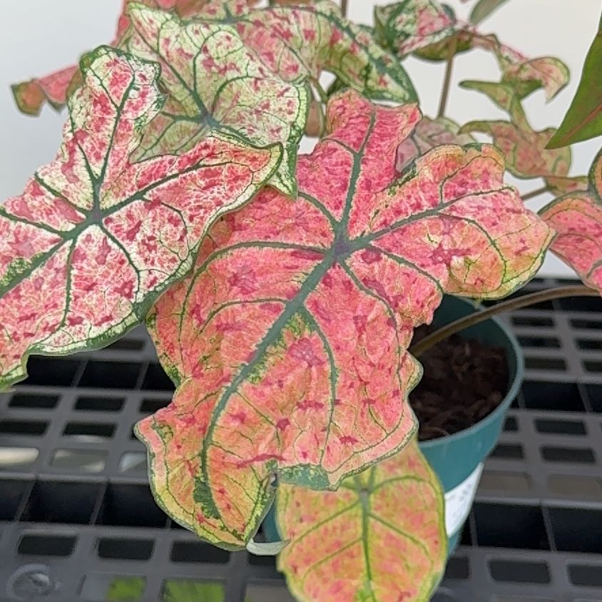 Pink Cloud Caladium: How Much Water & Light Does it Need to Thrive?
