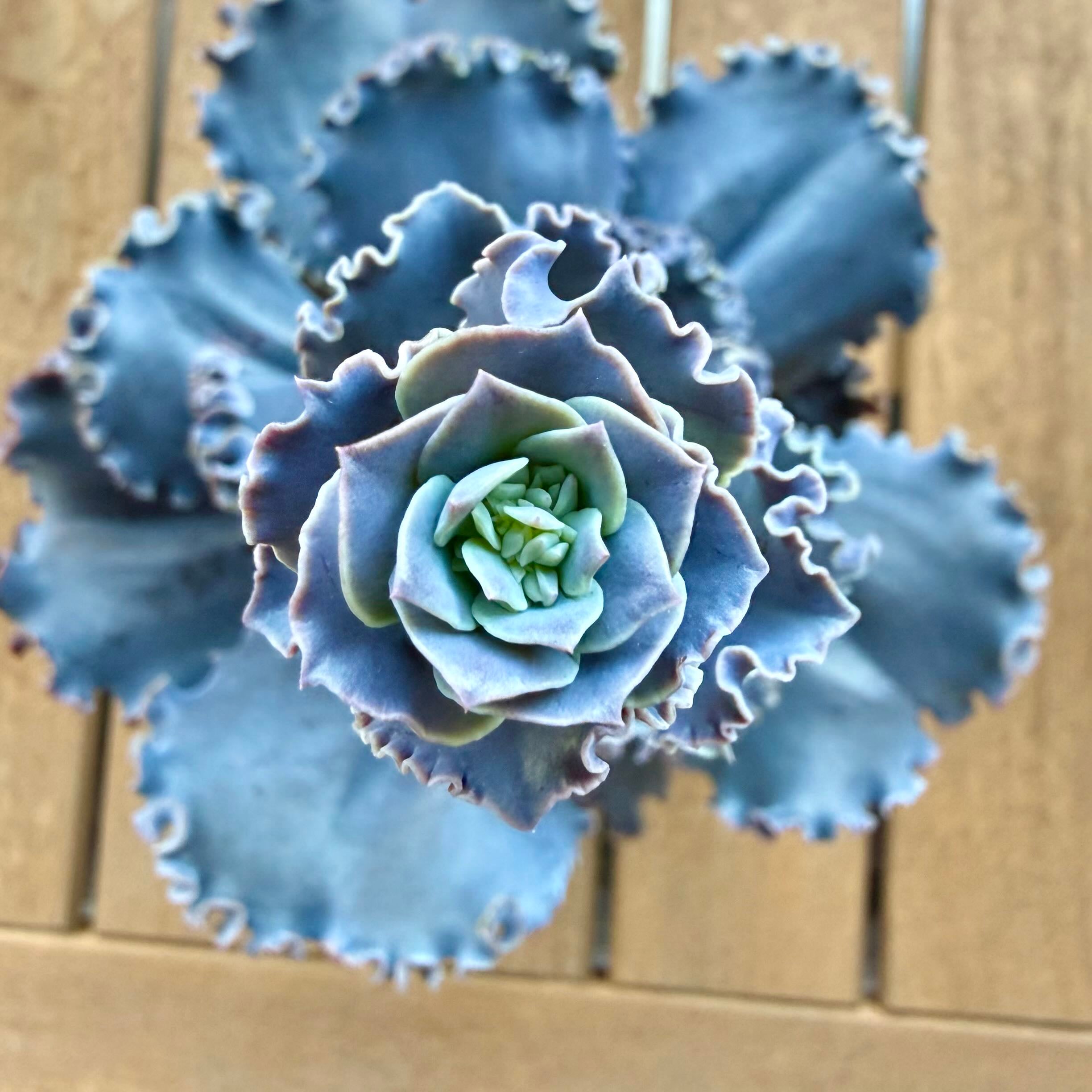 Place your bets: flowers (color?), offset, or etiolation?...